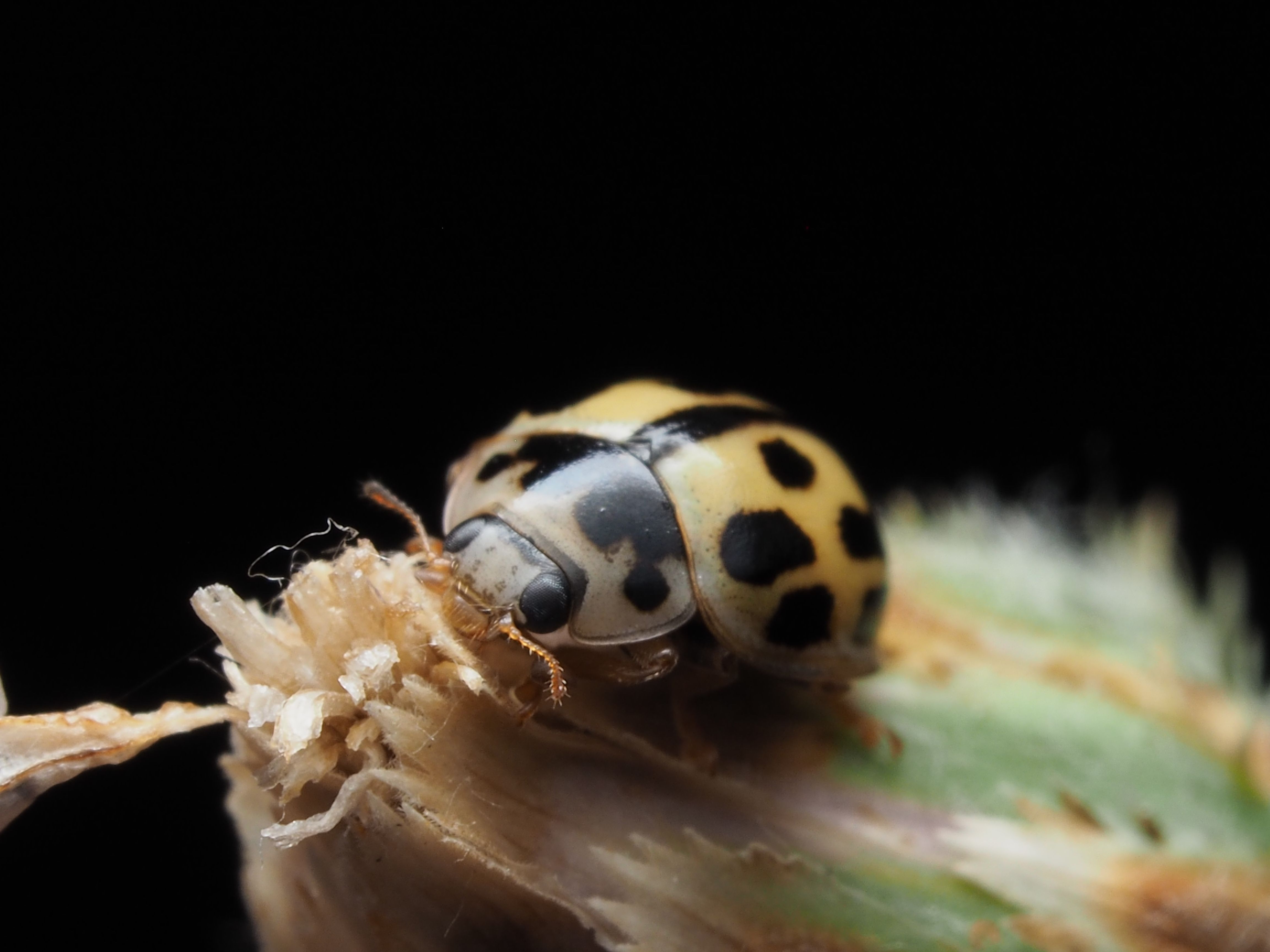 Ladybug Photography Photos, Download The BEST Free Ladybug Photography ...