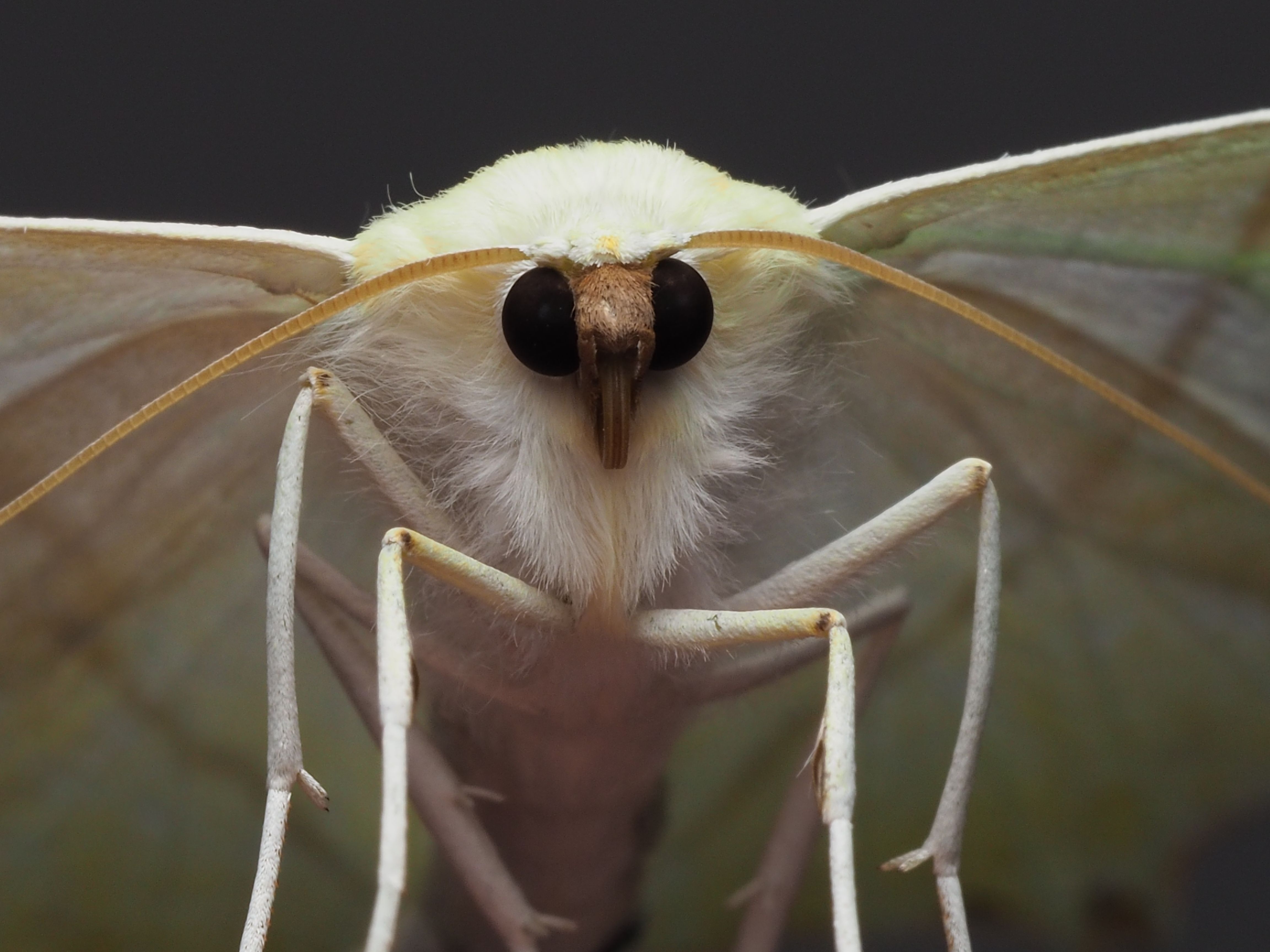 Close-Up Photography of a White Moth · Free Stock Photo