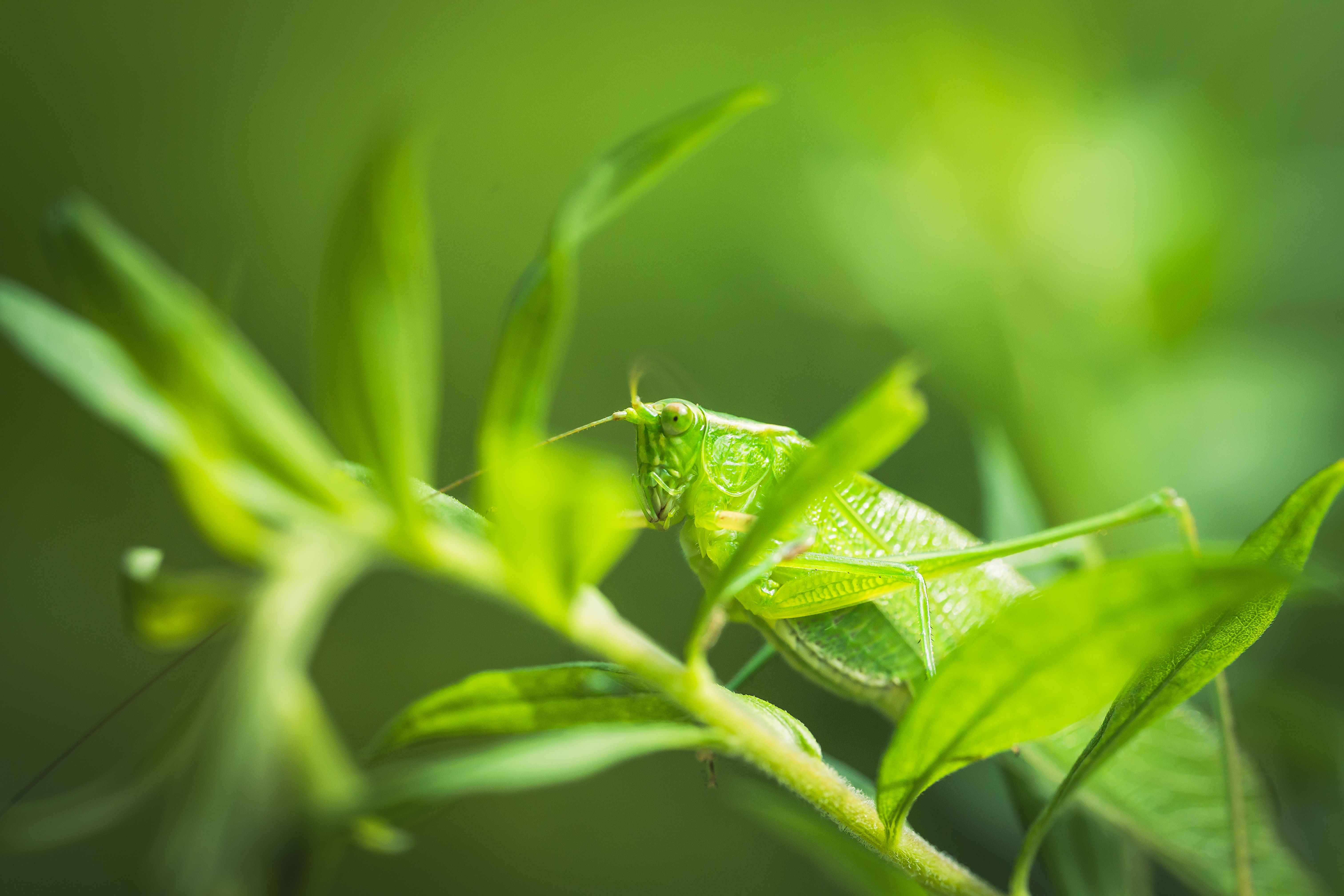 Hopping Bug Photos, Download The BEST Free Hopping Bug Stock Photos ...