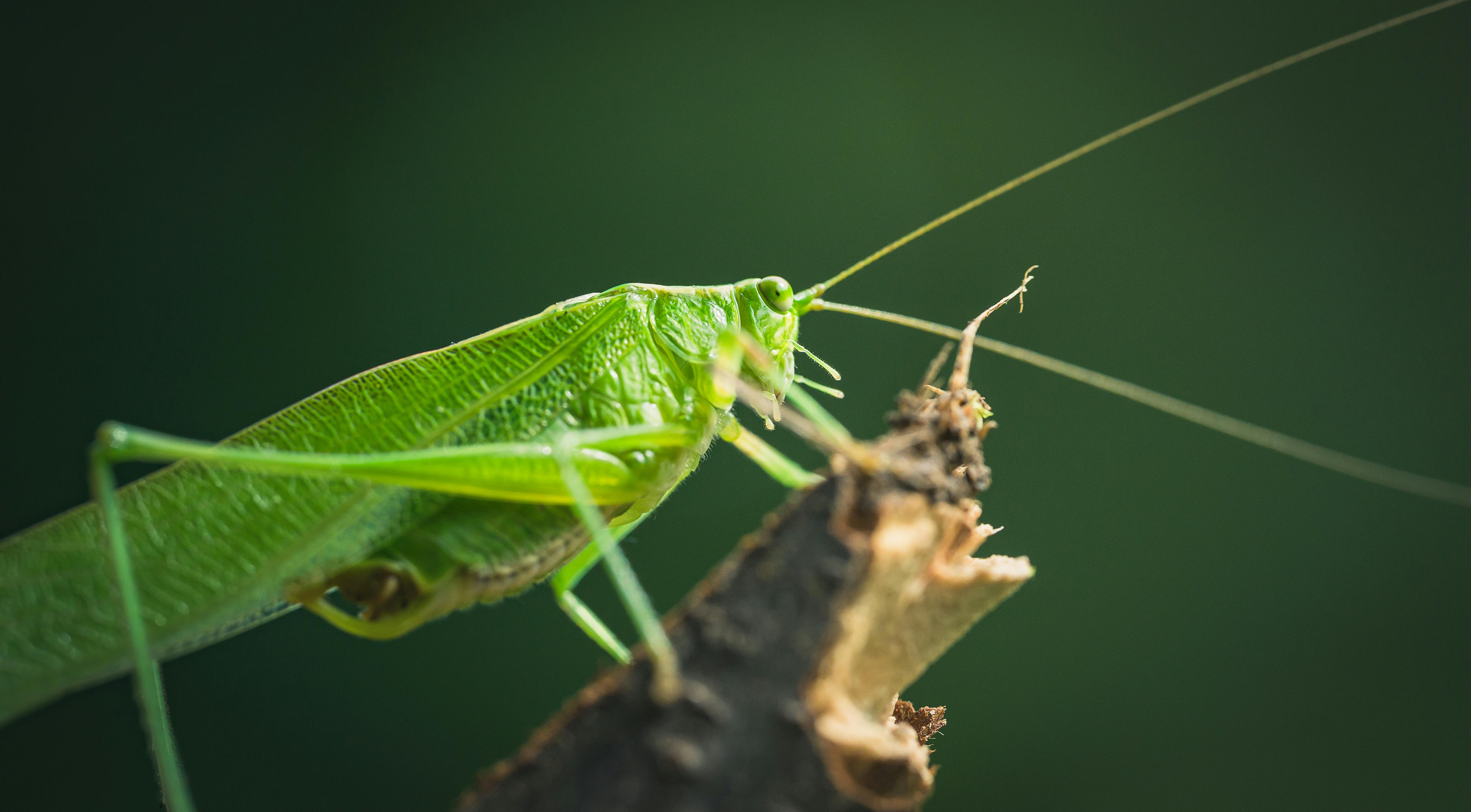 Cricket Backgrounds Photos, Download The BEST Free Cricket Backgrounds ...