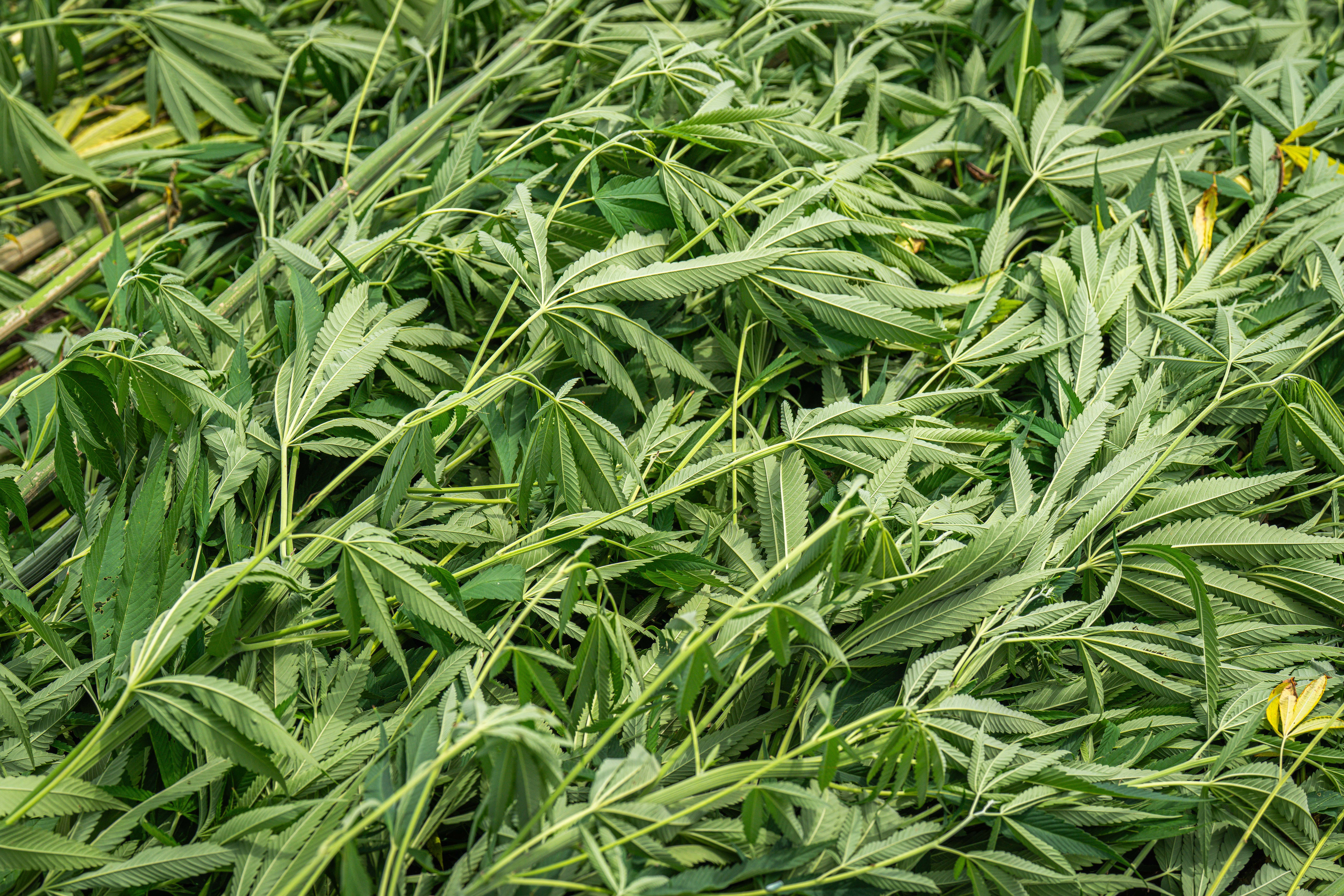 Hemp Material Photos, Download The BEST Free Hemp Material Stock Photos ...