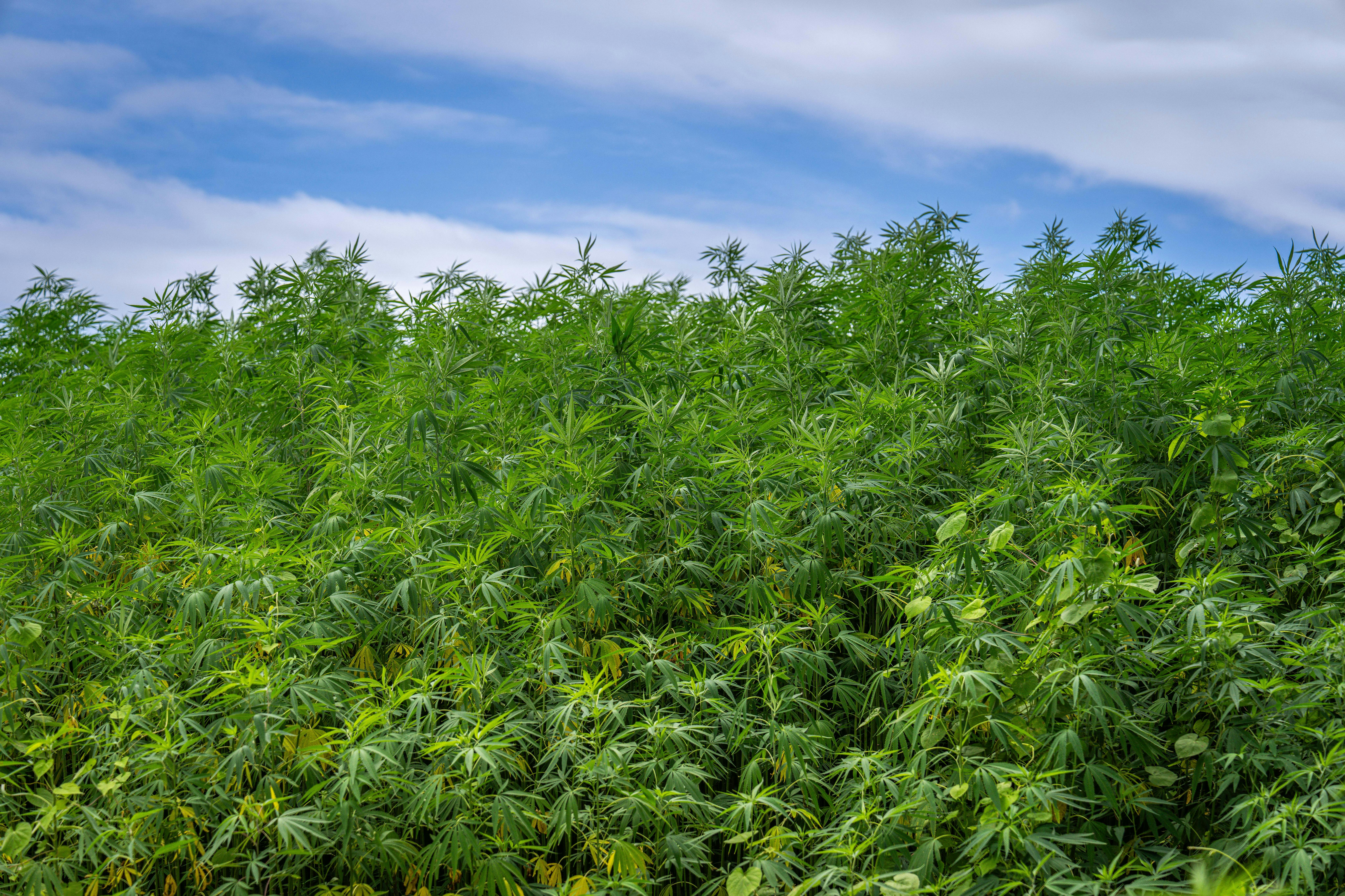 Thc Pending Photos, Download The BEST Free Thc Pending Stock Photos ...