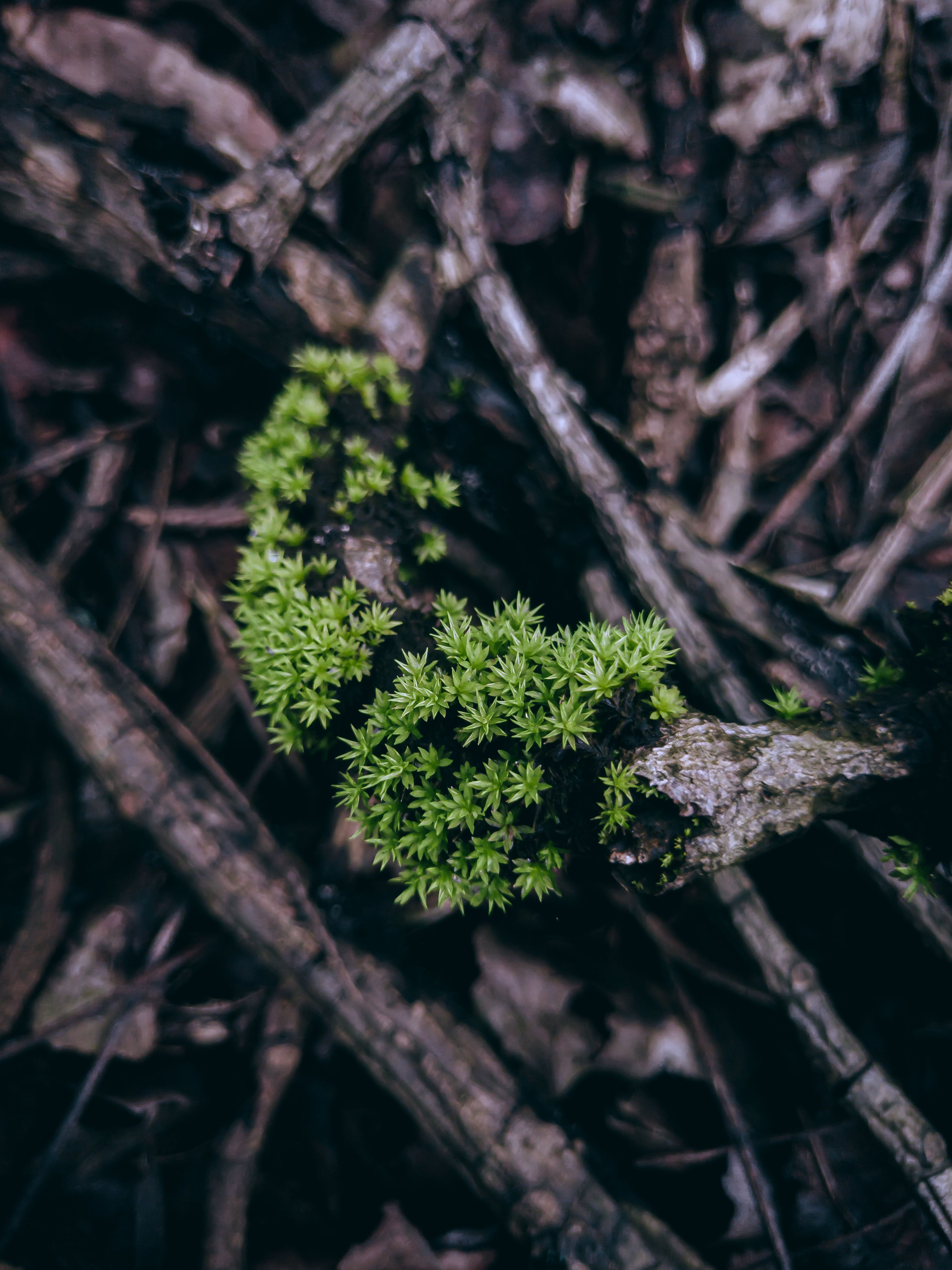 Tree Diagram Photos, Download The BEST Free Tree Diagram Stock Photos ...