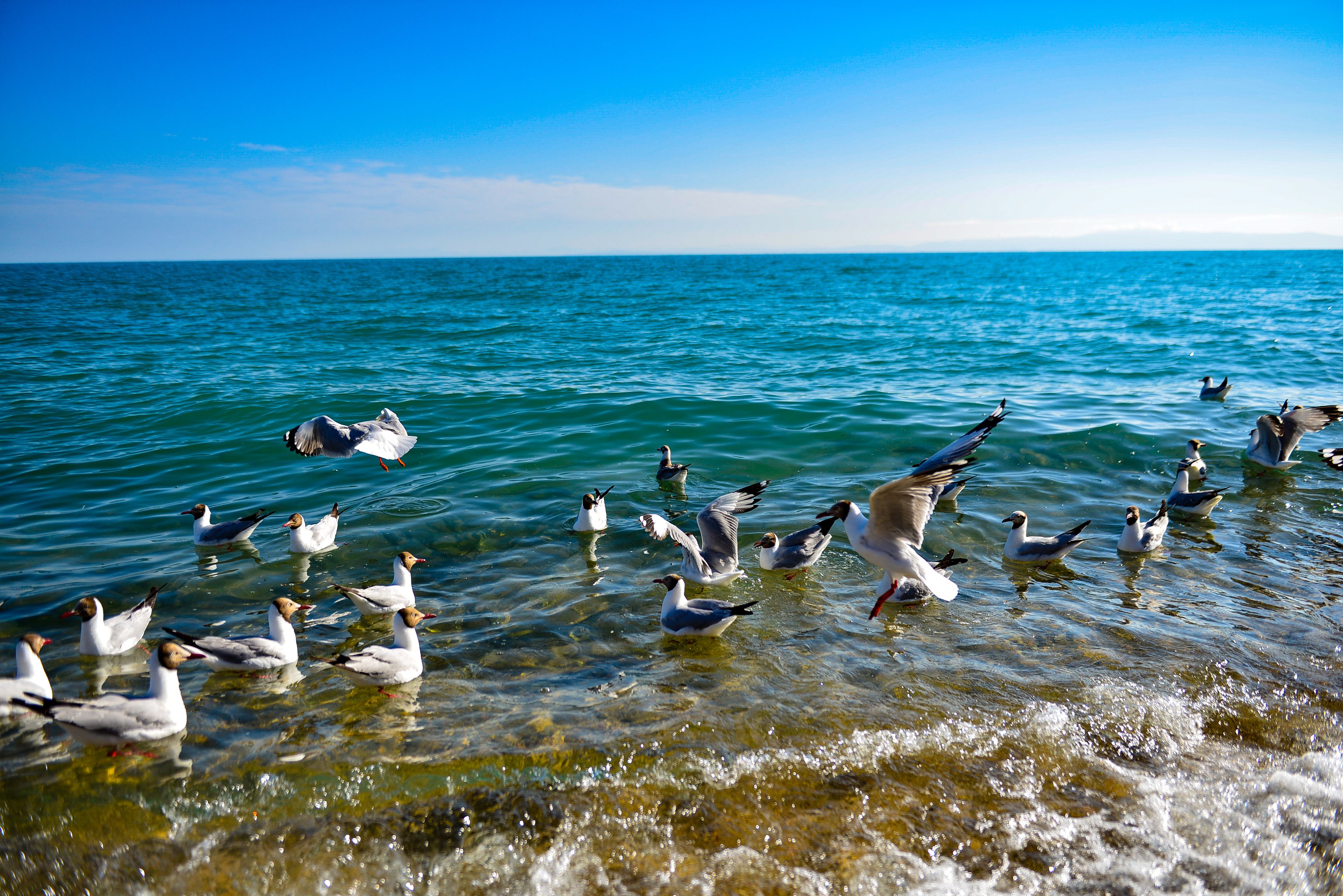 Birds And Beach Photos, Download The BEST Free Birds And Beach Stock ...