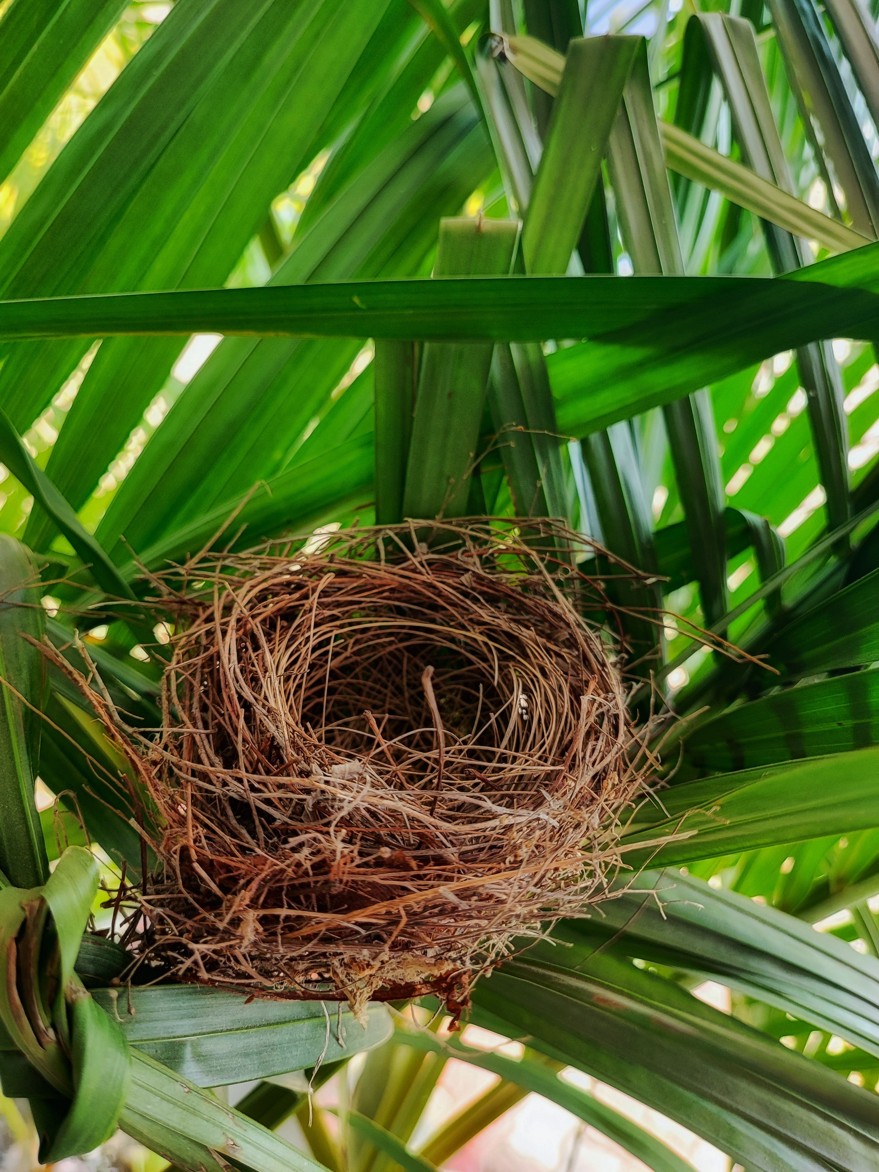 Nest Phrase Photos, Download The BEST Free Nest Phrase Stock Photos ...