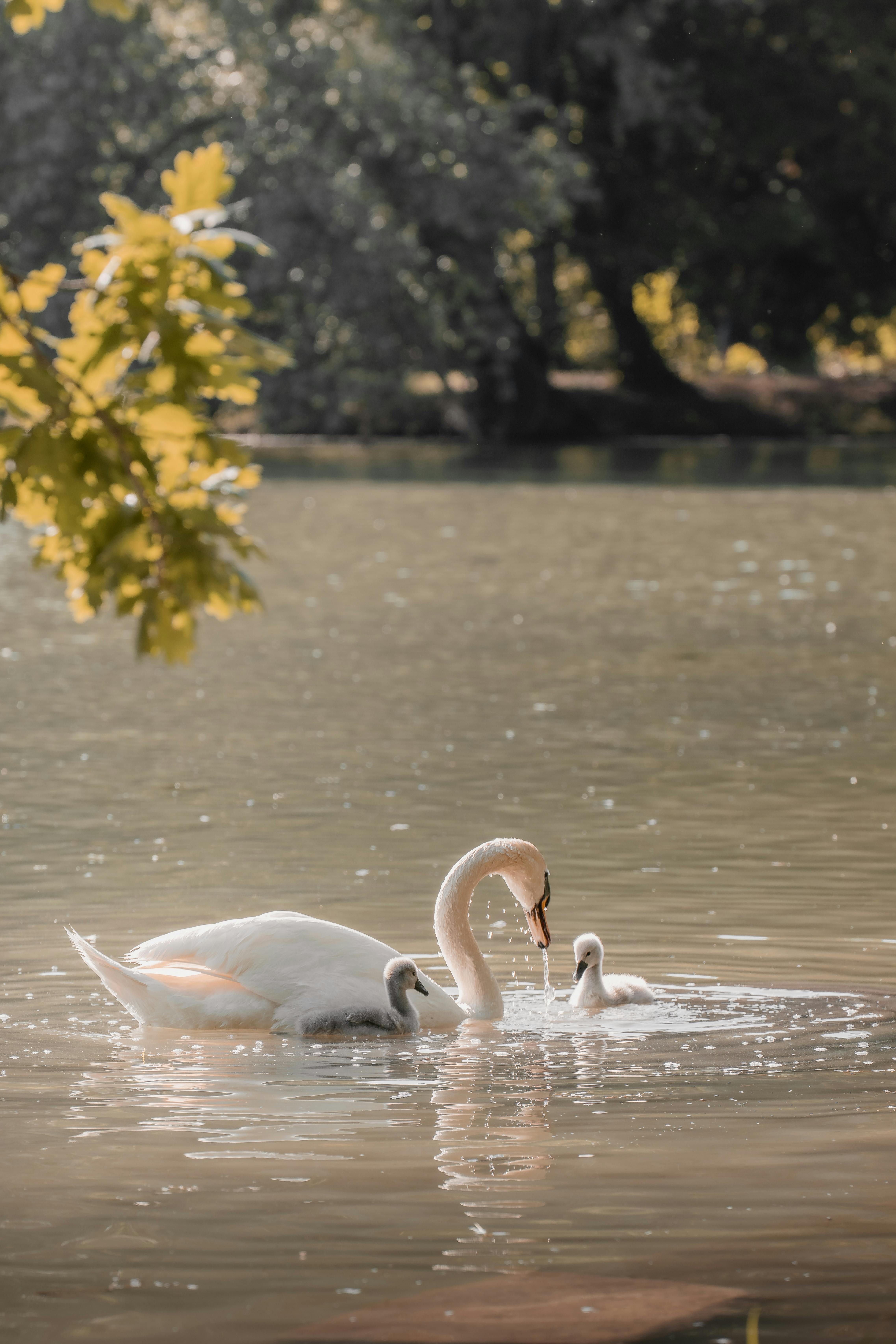 Calming Animal Pictures Photos, Download The BEST Free Calming Animal ...