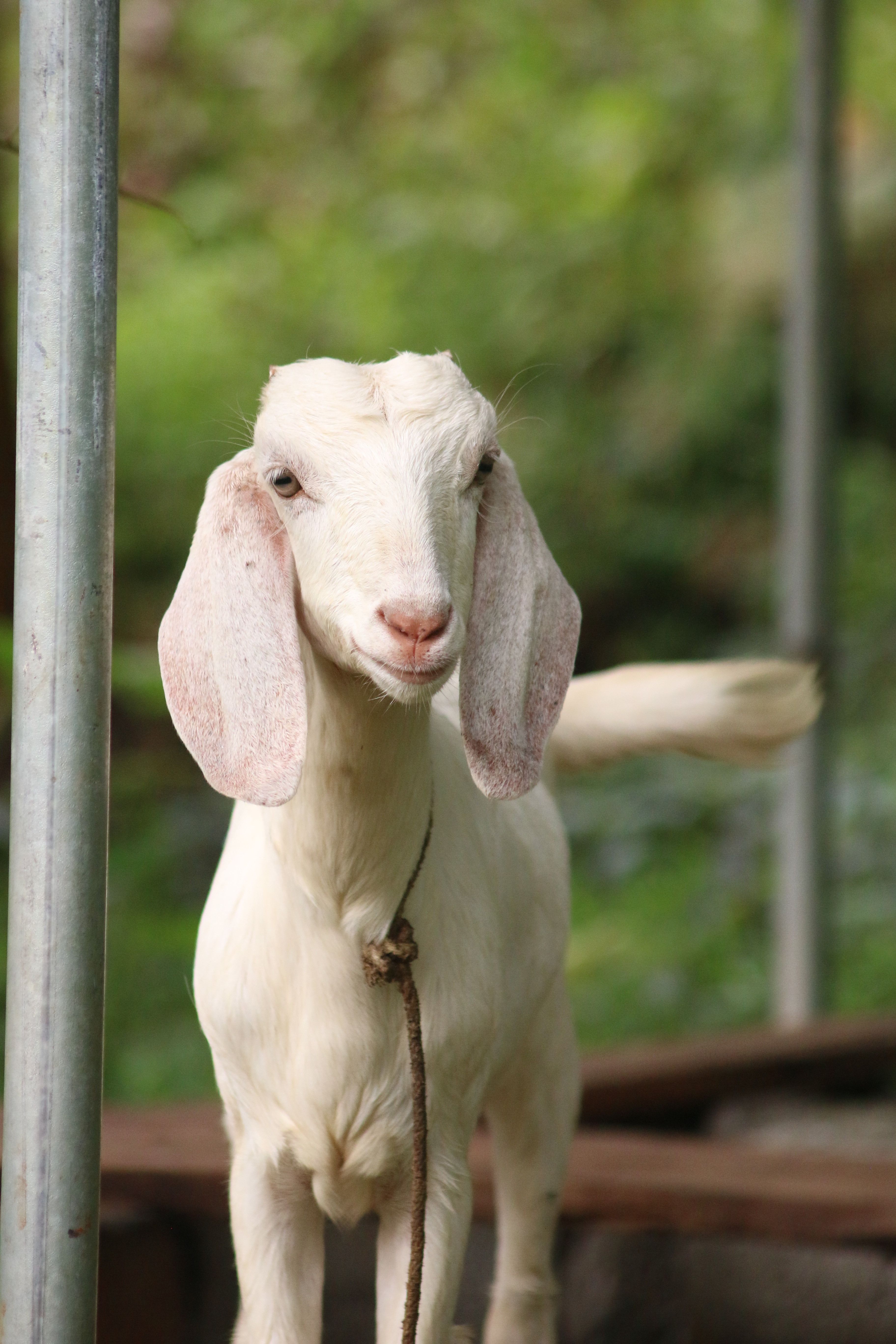 Cute Goat Photos, Download The BEST Free Cute Goat Stock Photos & HD Images