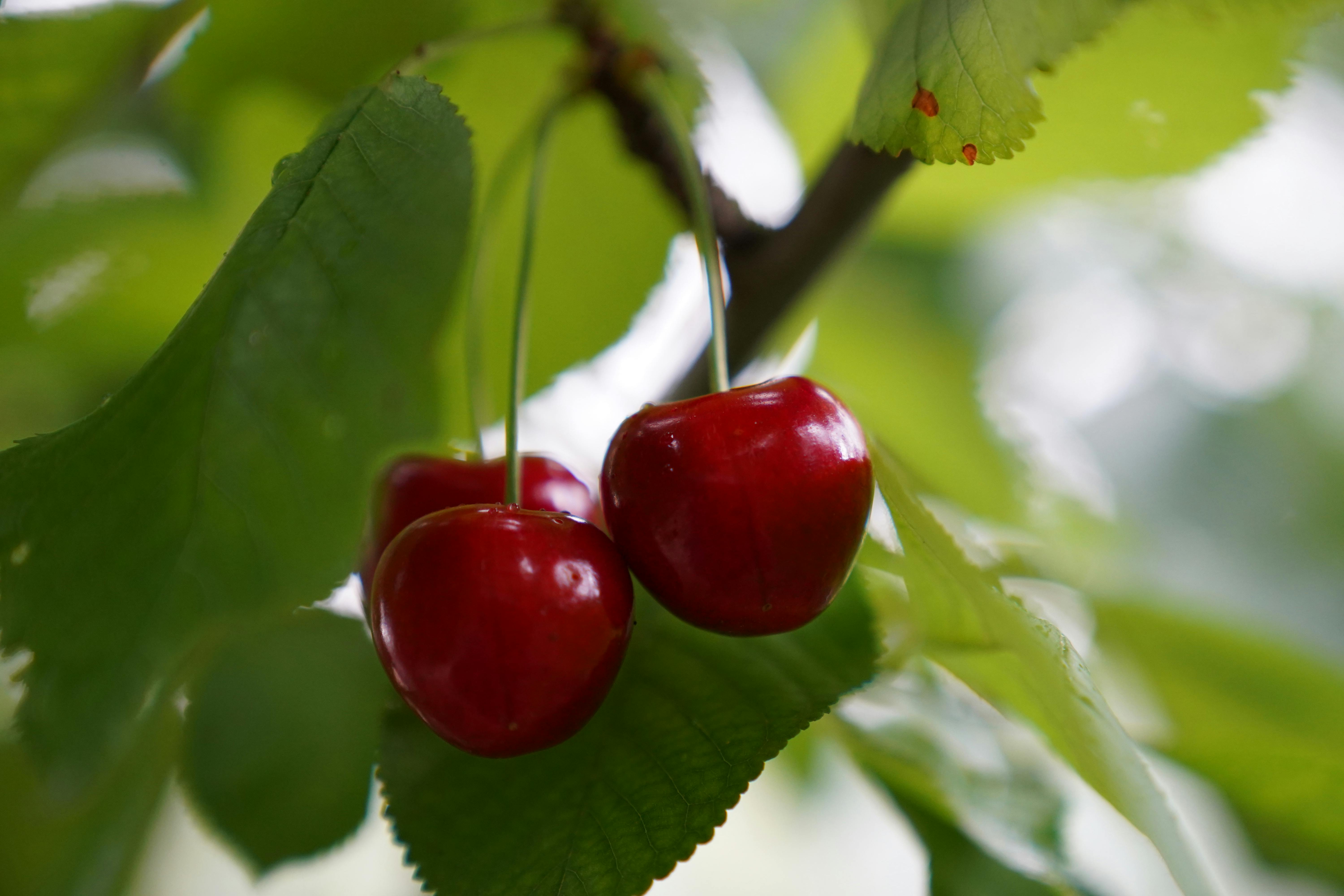 Bountiful Photos, Download The BEST Free Bountiful Stock Photos & HD Images