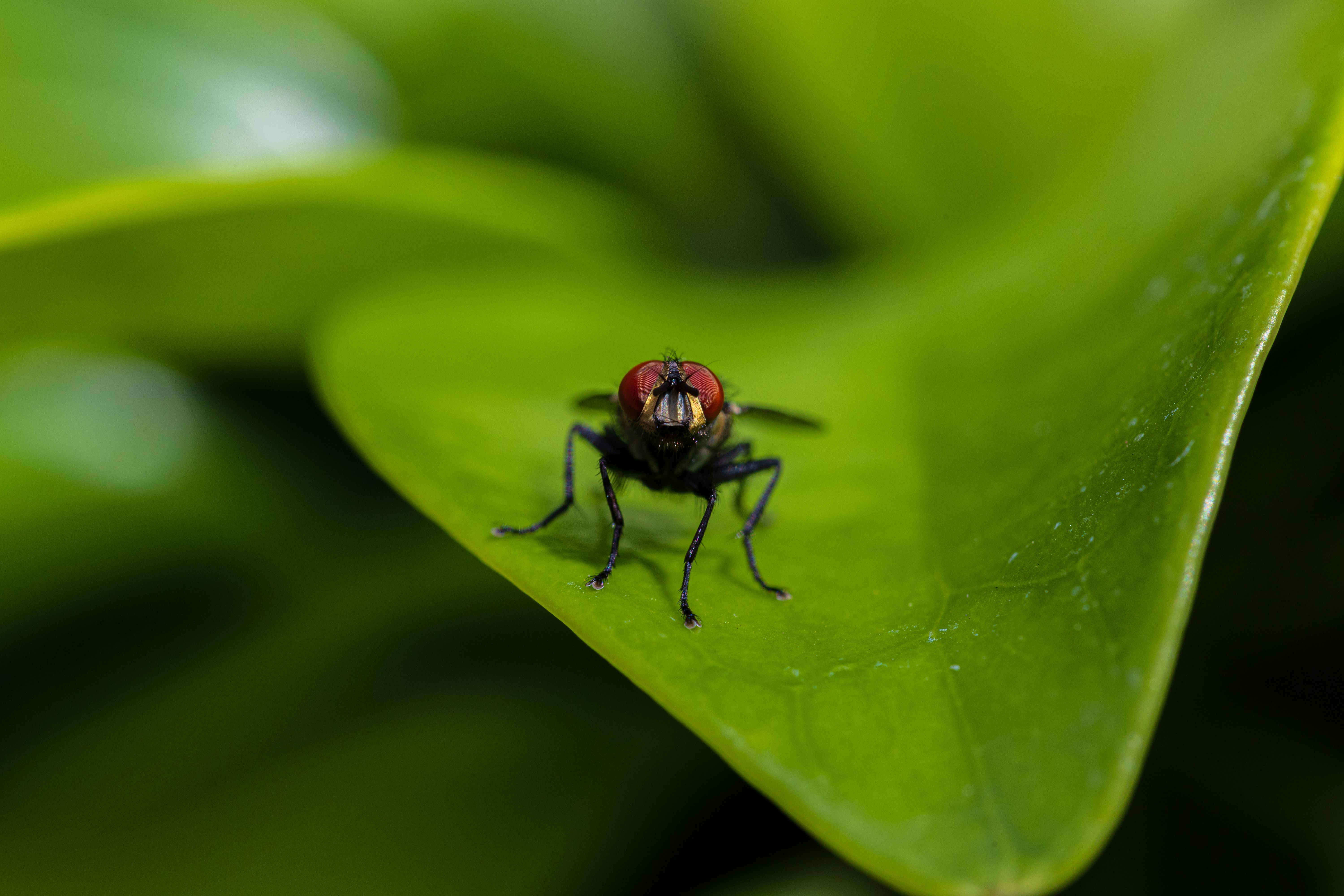 Close-up of a Fly on a Green Leaf in Nature · Free Stock Photo