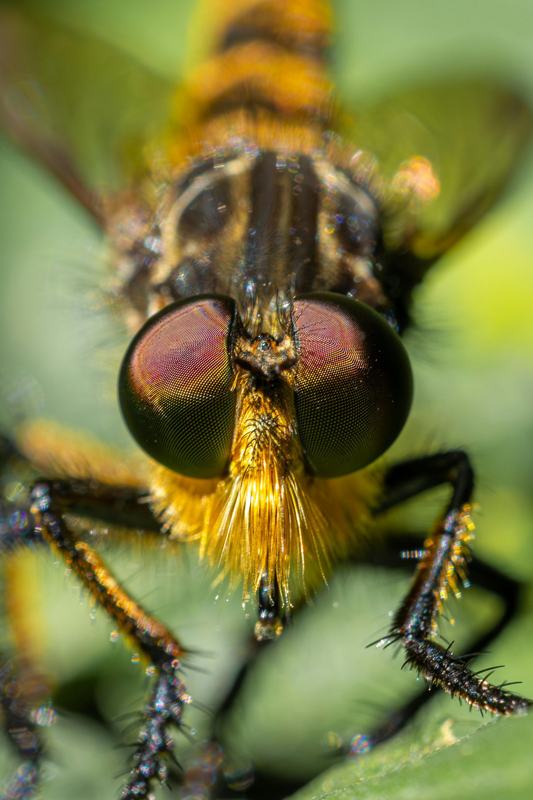 Robber Fly Photos, Download The BEST Free Robber Fly Stock Photos & HD ...
