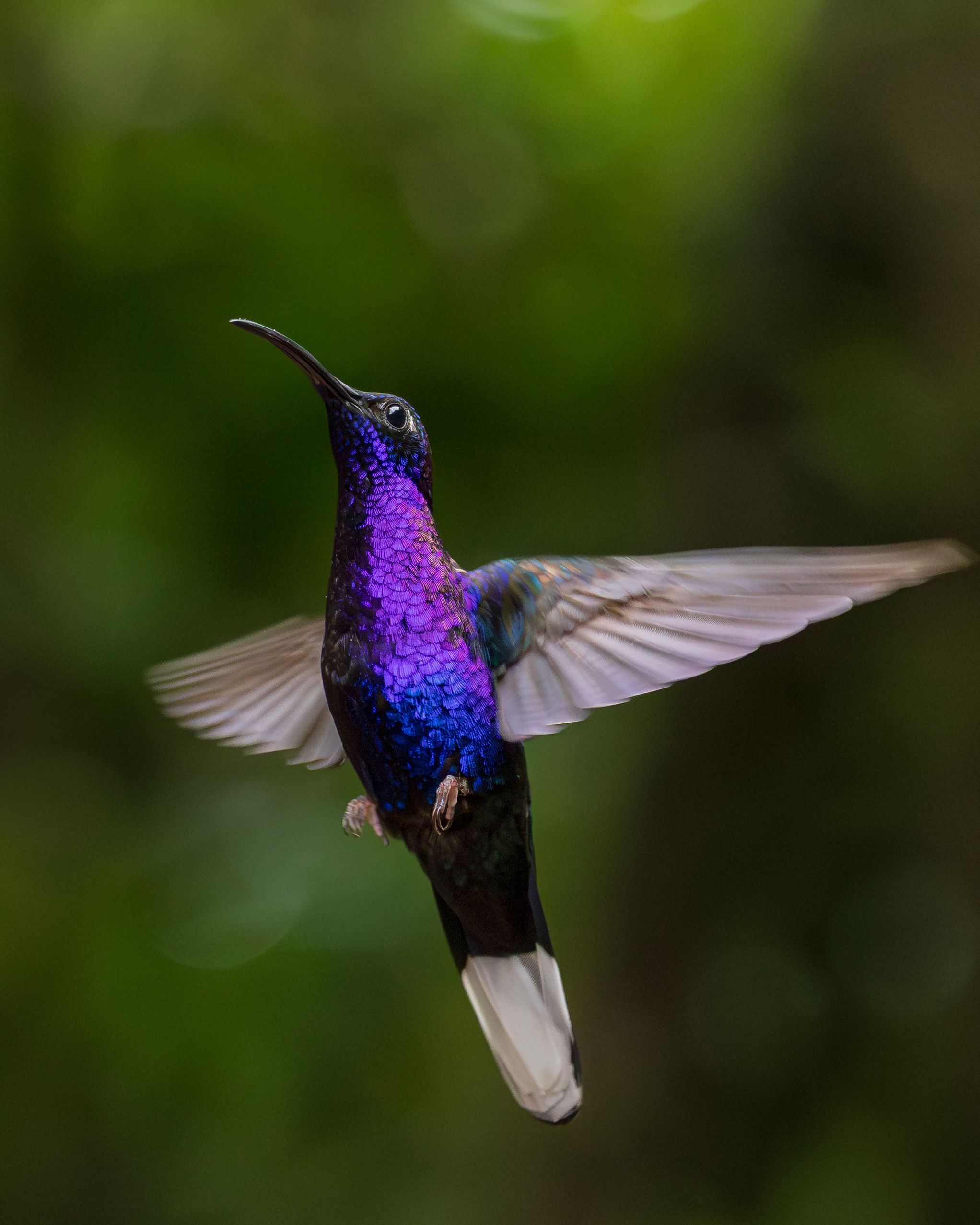 Macro Photography of Colorful Hummingbird · Free Stock Photo