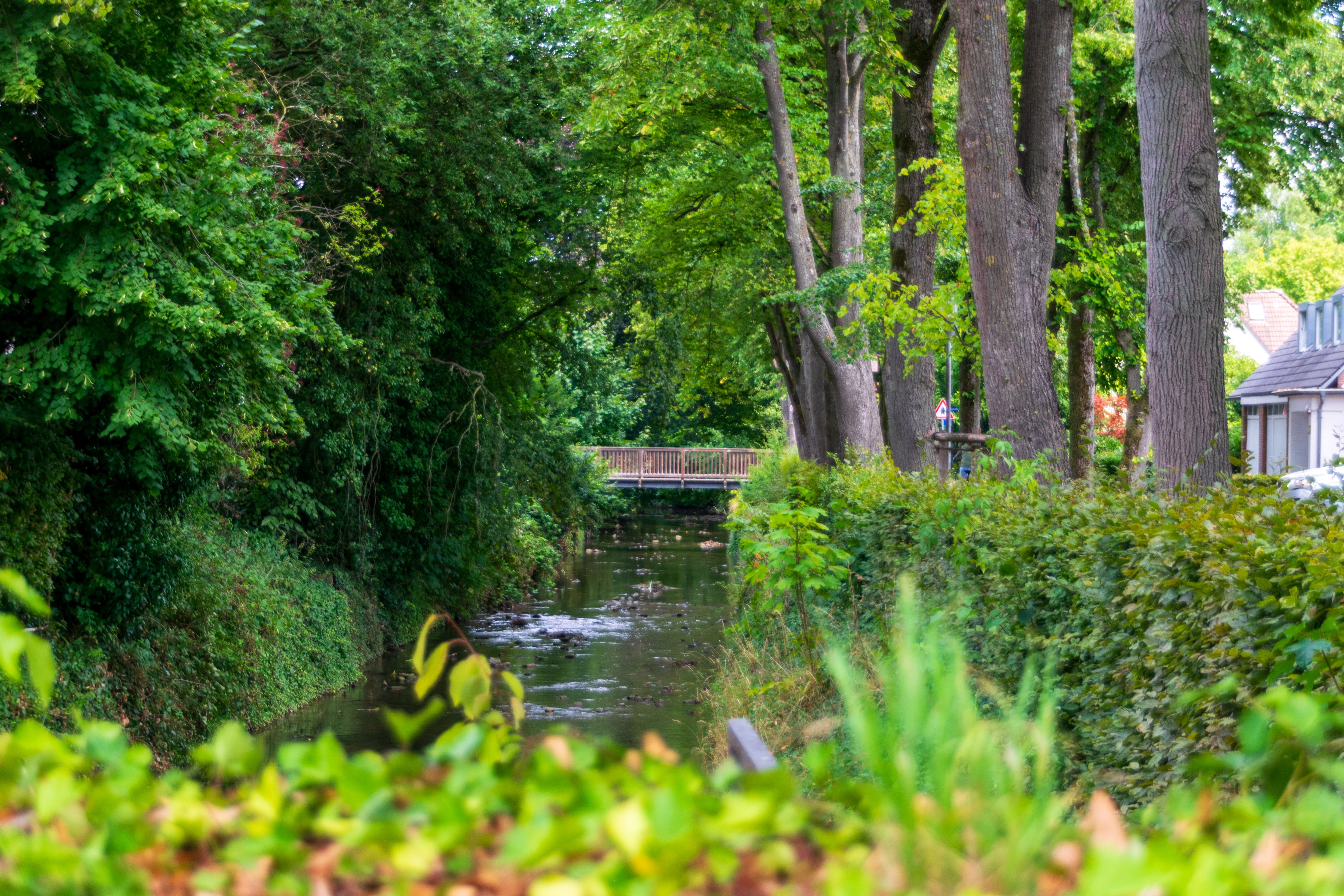 Scenic Summer Canal in Lush Greenery · Free Stock Photo