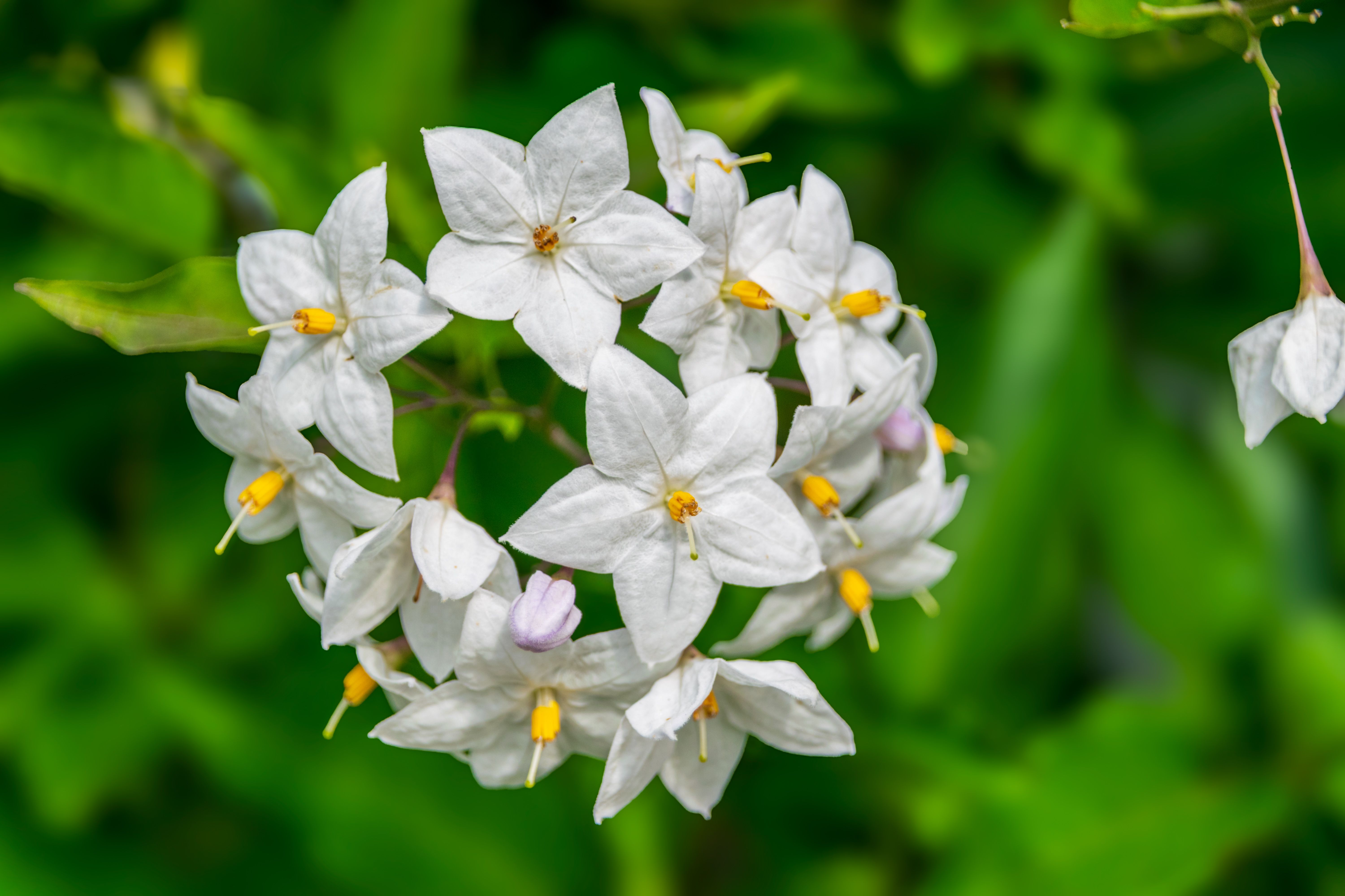 Close-up of White Jasmine Flower Blooms · Free Stock Photo