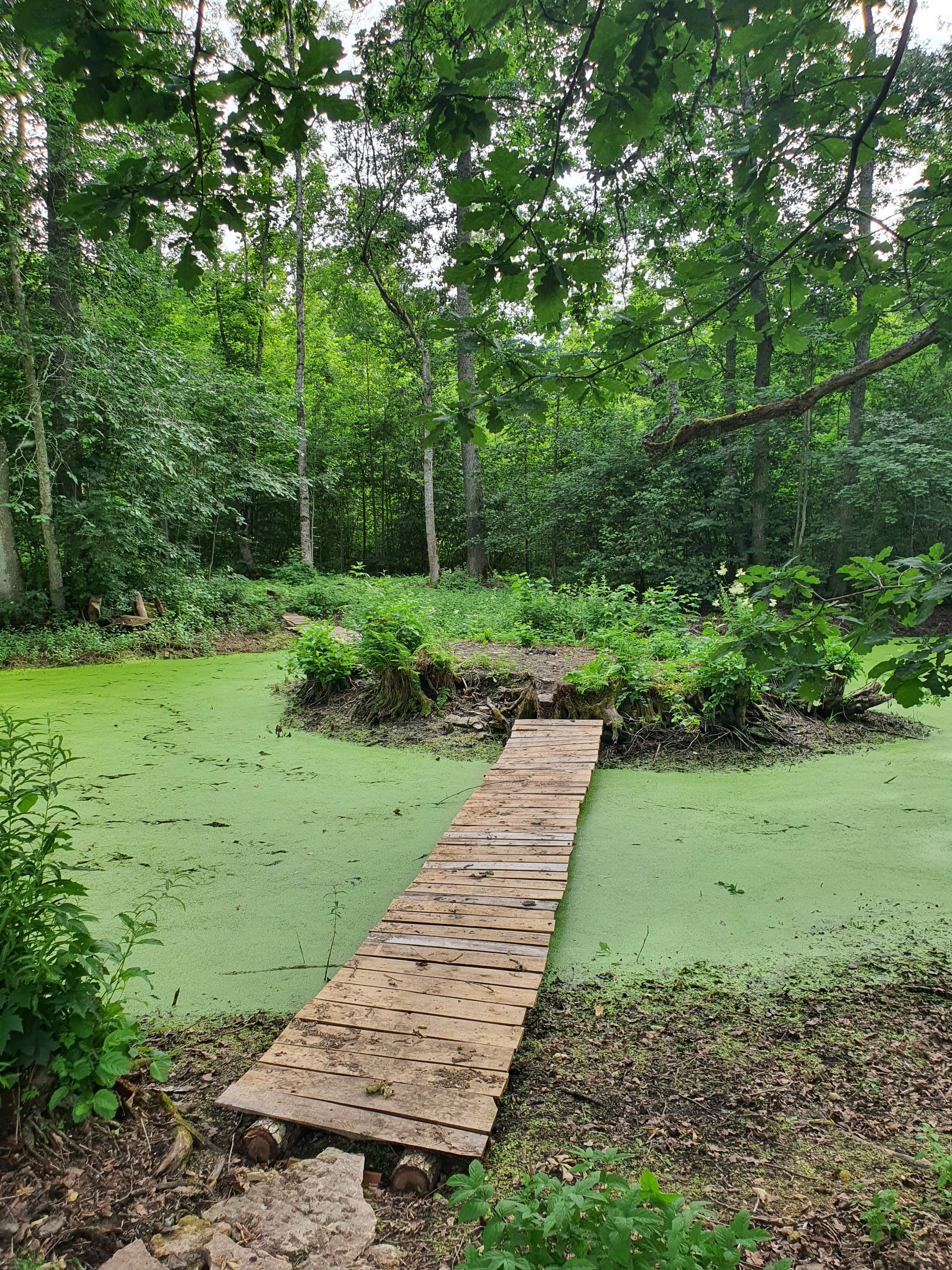 Serene Wooden Pathway Through Estonian Forest · Free Stock Photo