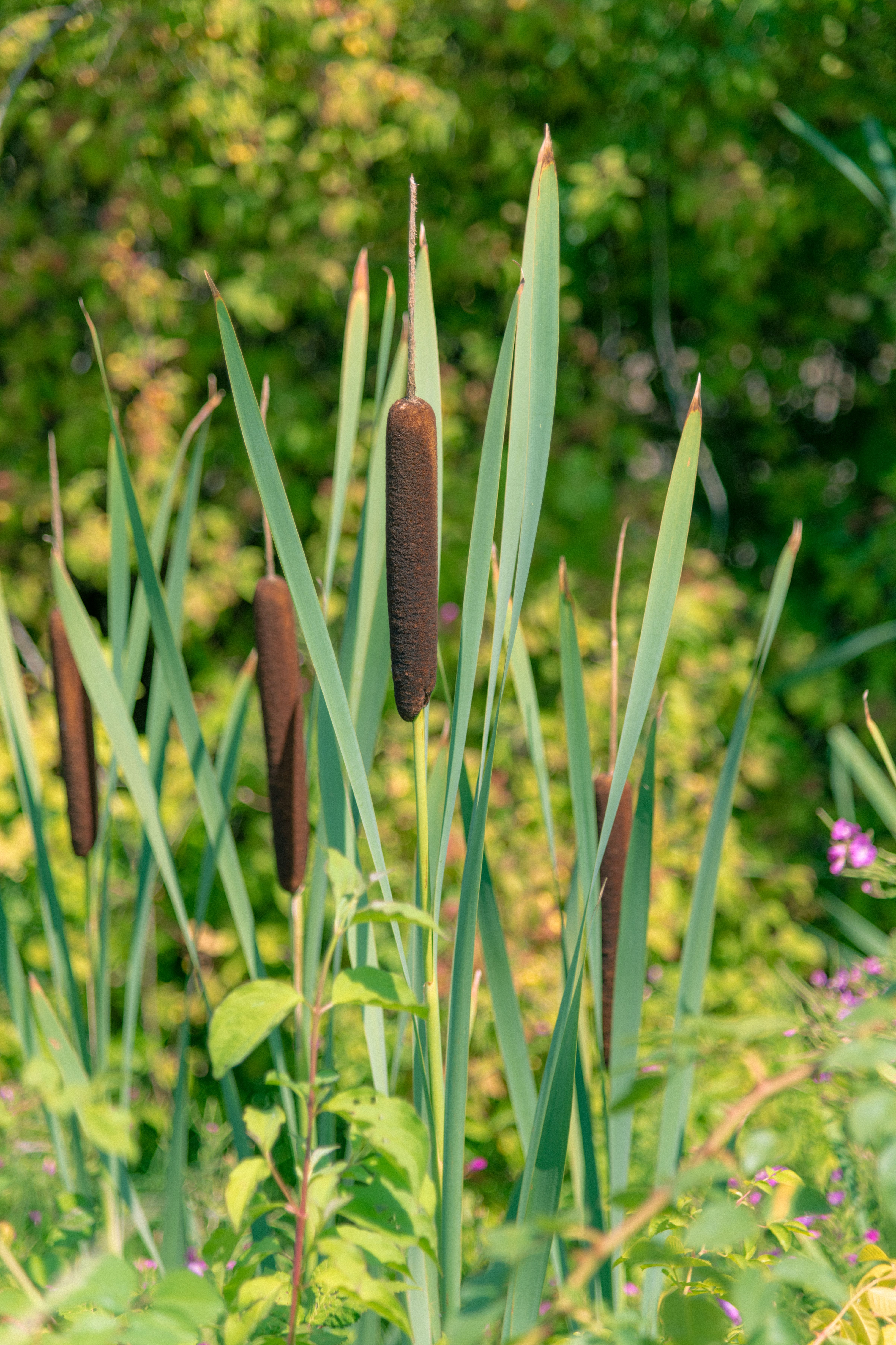 Close-Up of Cattail Plants in Natural Habitat · Free Stock Photo