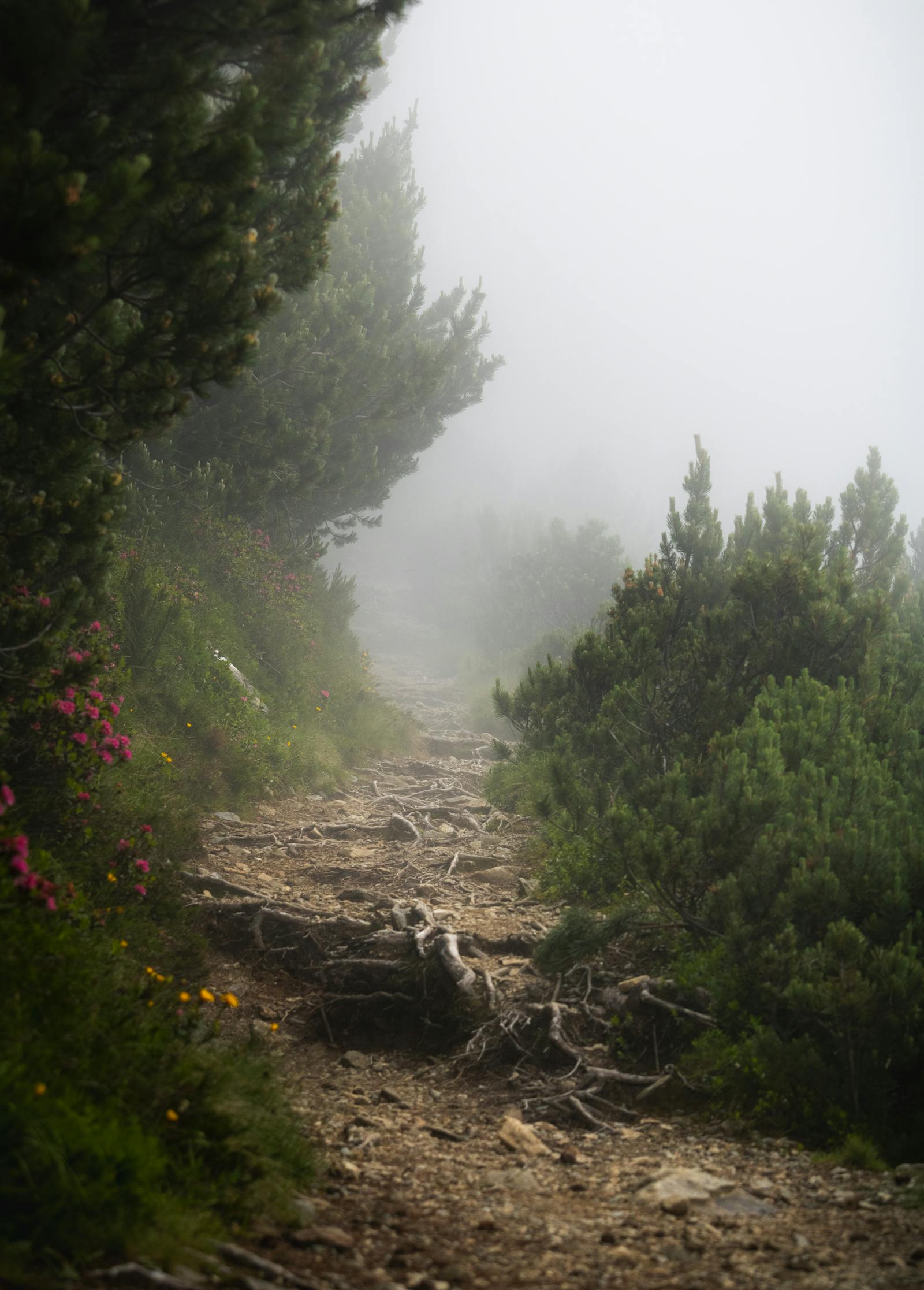 4k Misty Forest Wallpapers Photos, Download The BEST Free 4k Misty ...