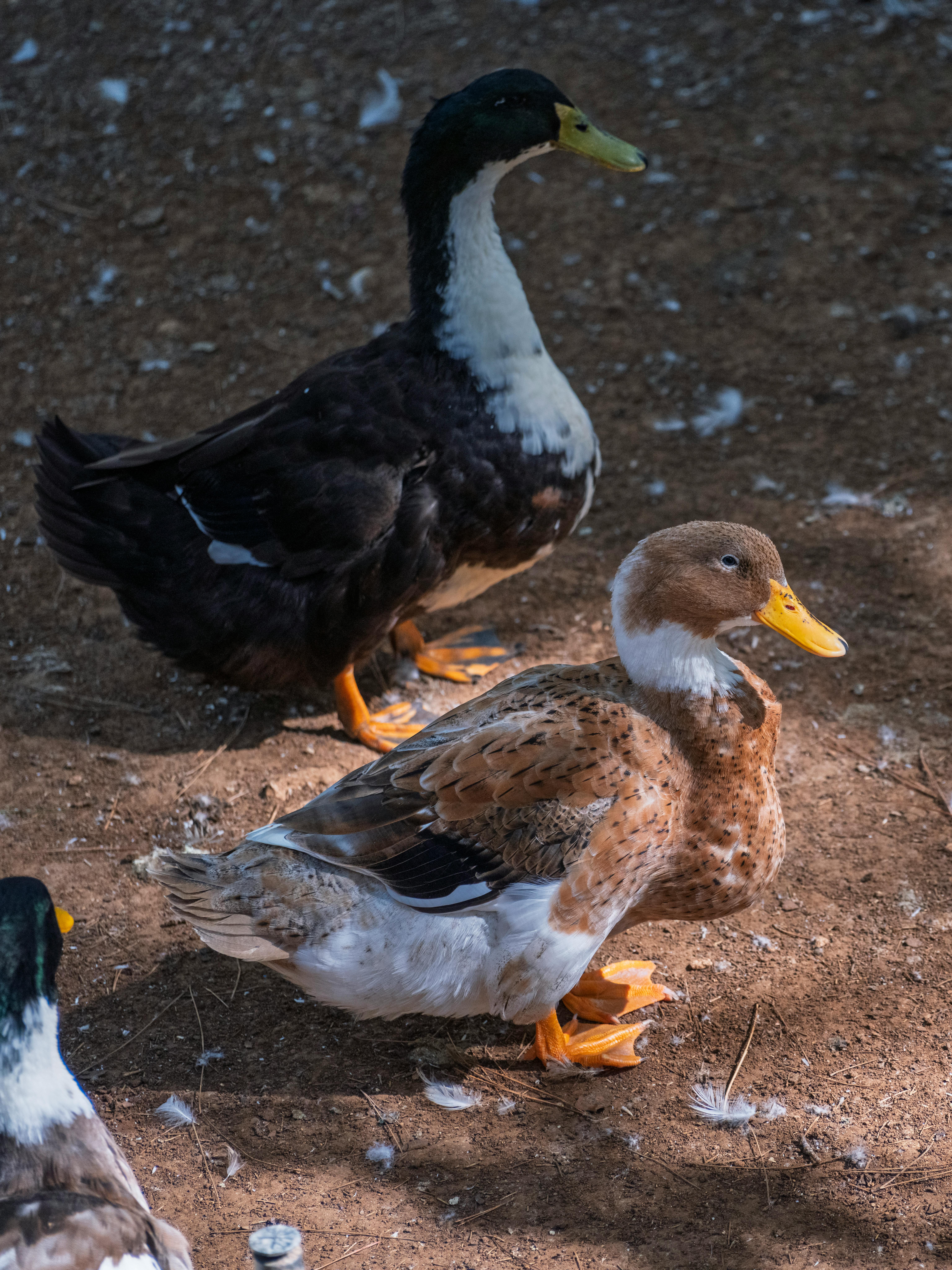 Crying Duck Meme Photos, Download The BEST Free Crying Duck Meme Stock ...