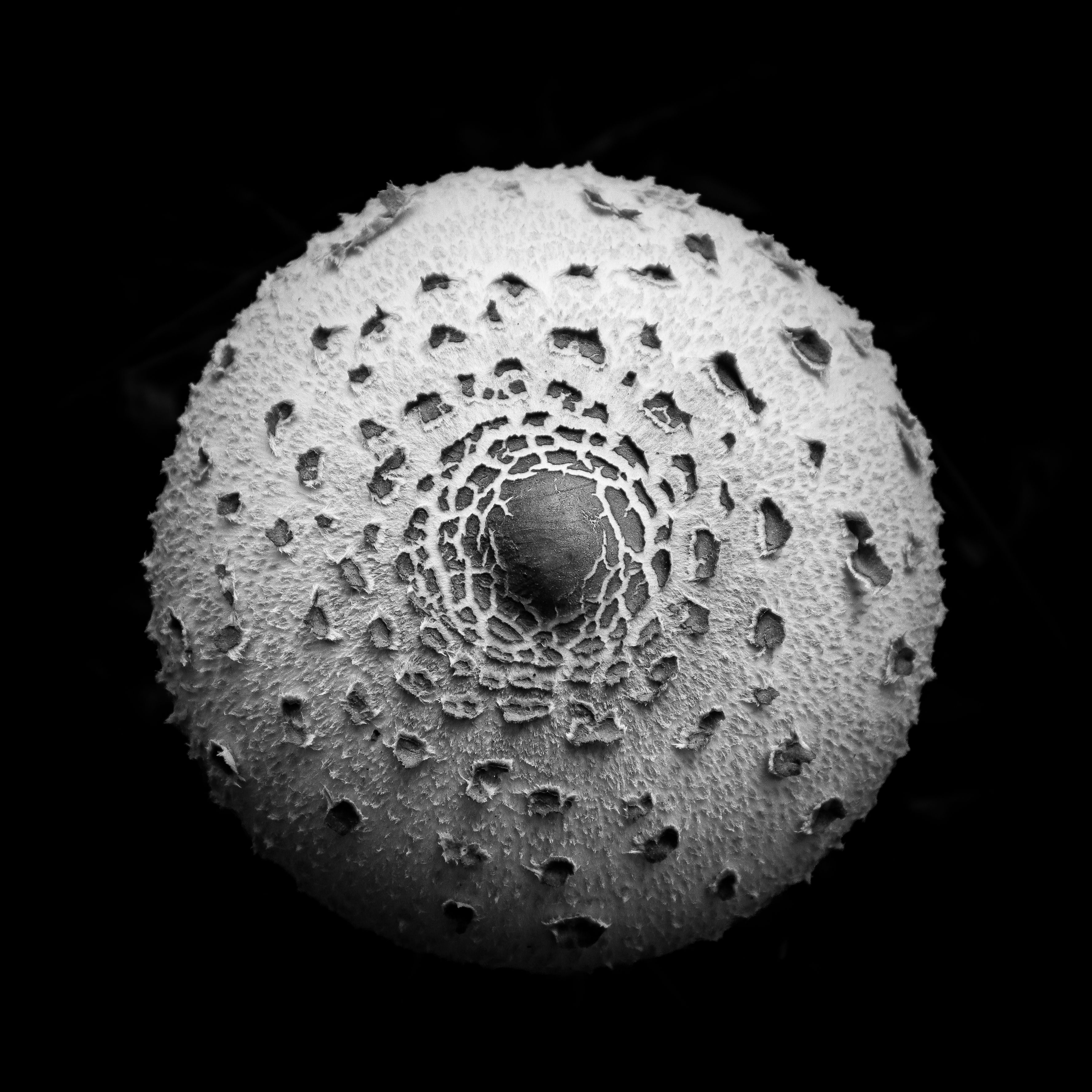 Close-up of a Textured Mushroom Cap in Monochrome · Free Stock Photo