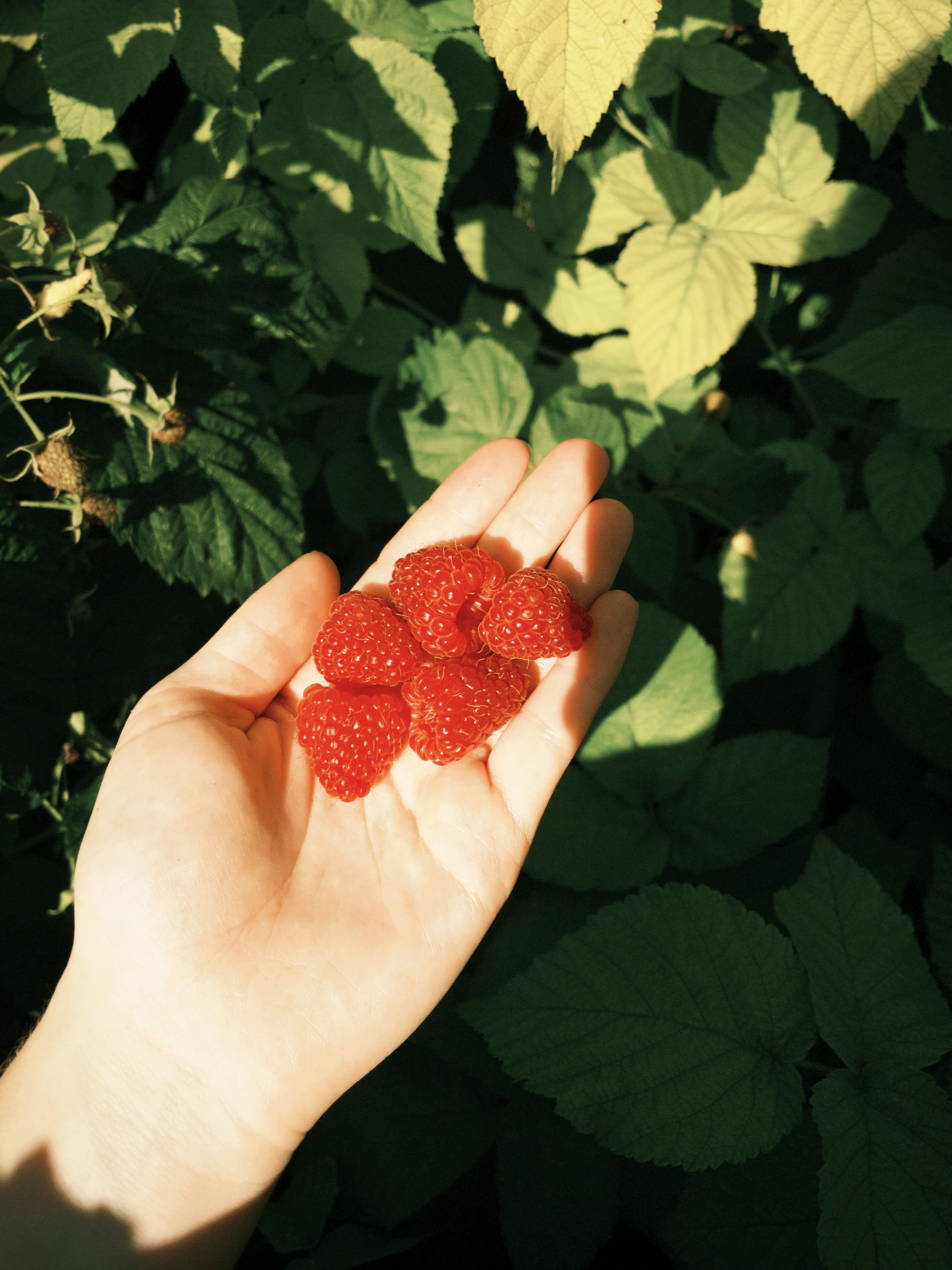 Raspberry Pick Photos, Download The BEST Free Raspberry Pick Stock ...