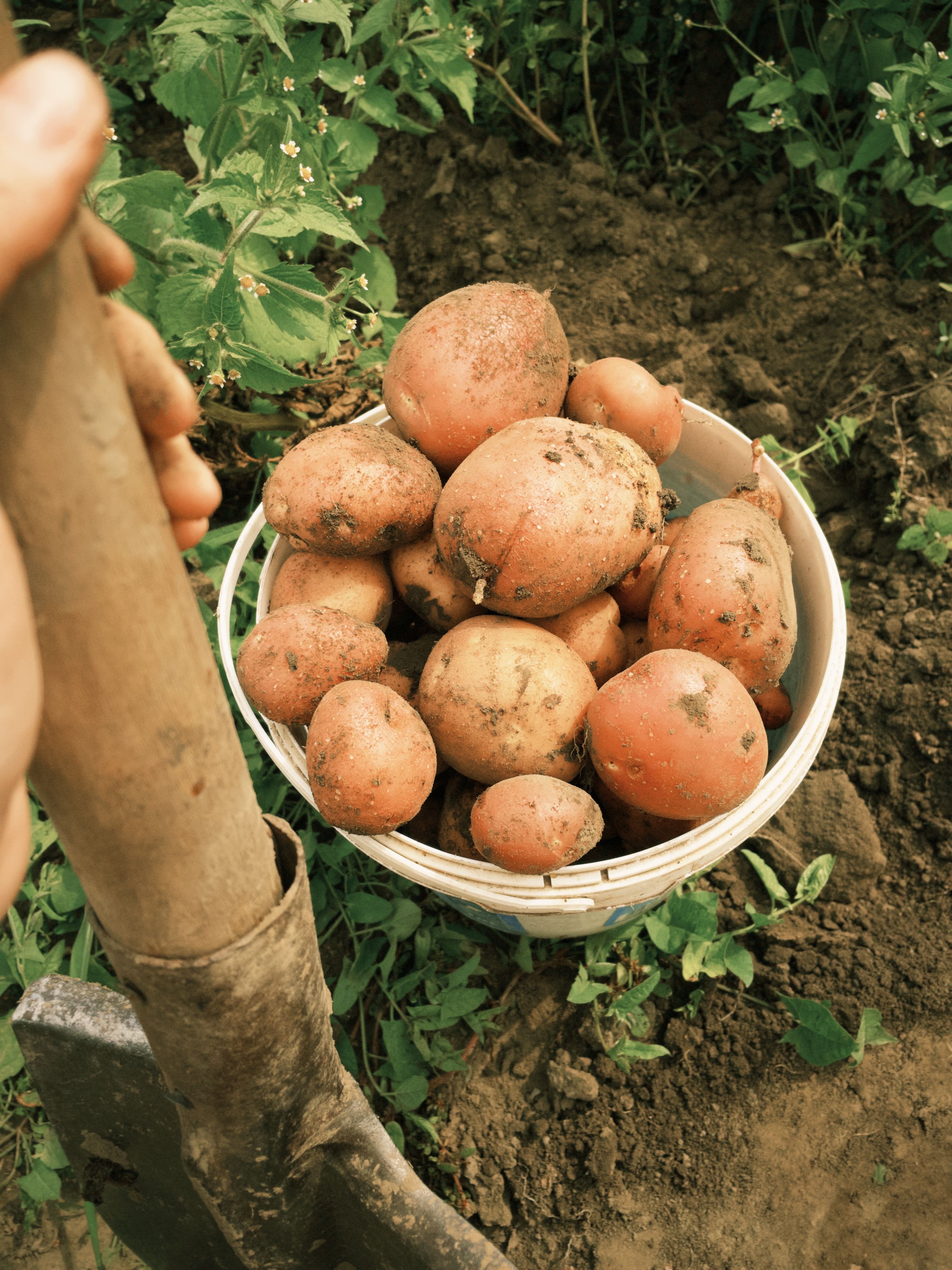 Potatoes · Free Stock Photo