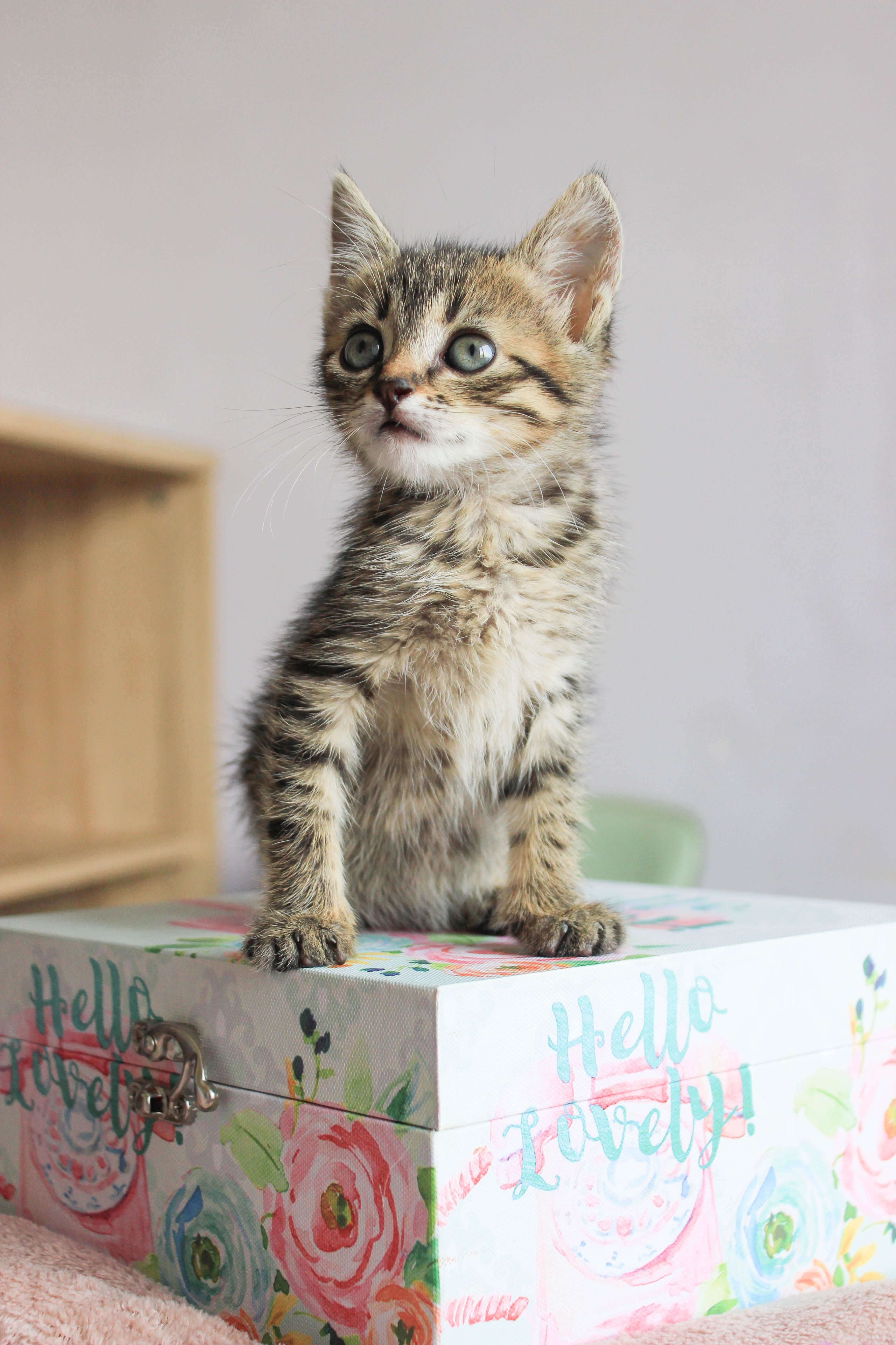 Chibi Photos, Download The BEST Free Chibi Stock Photos & HD Images