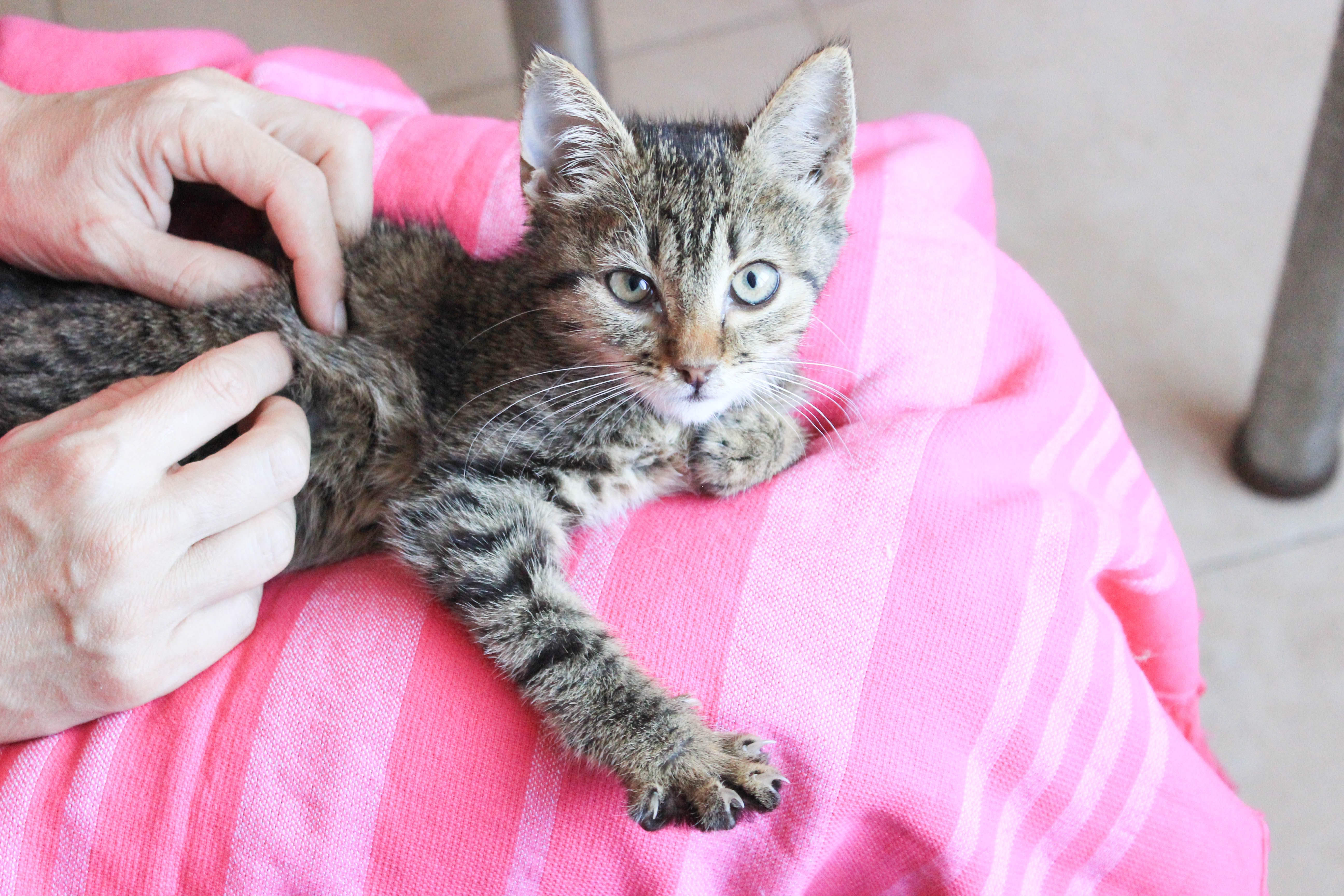 Veterinarian Examining Kitten During Checkup · Free Stock Photo