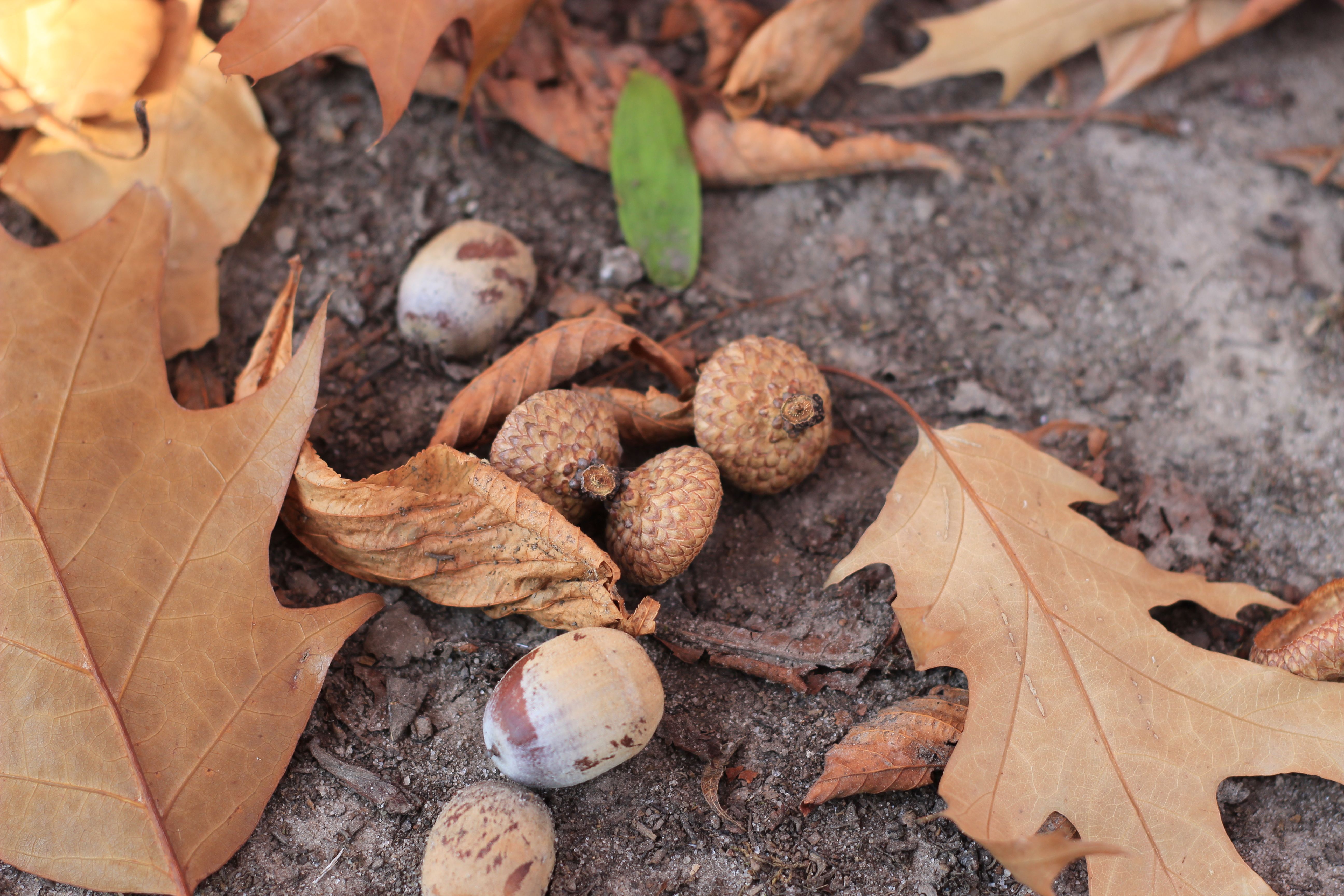 Acorn Poem Photos, Download The BEST Free Acorn Poem Stock Photos & HD ...