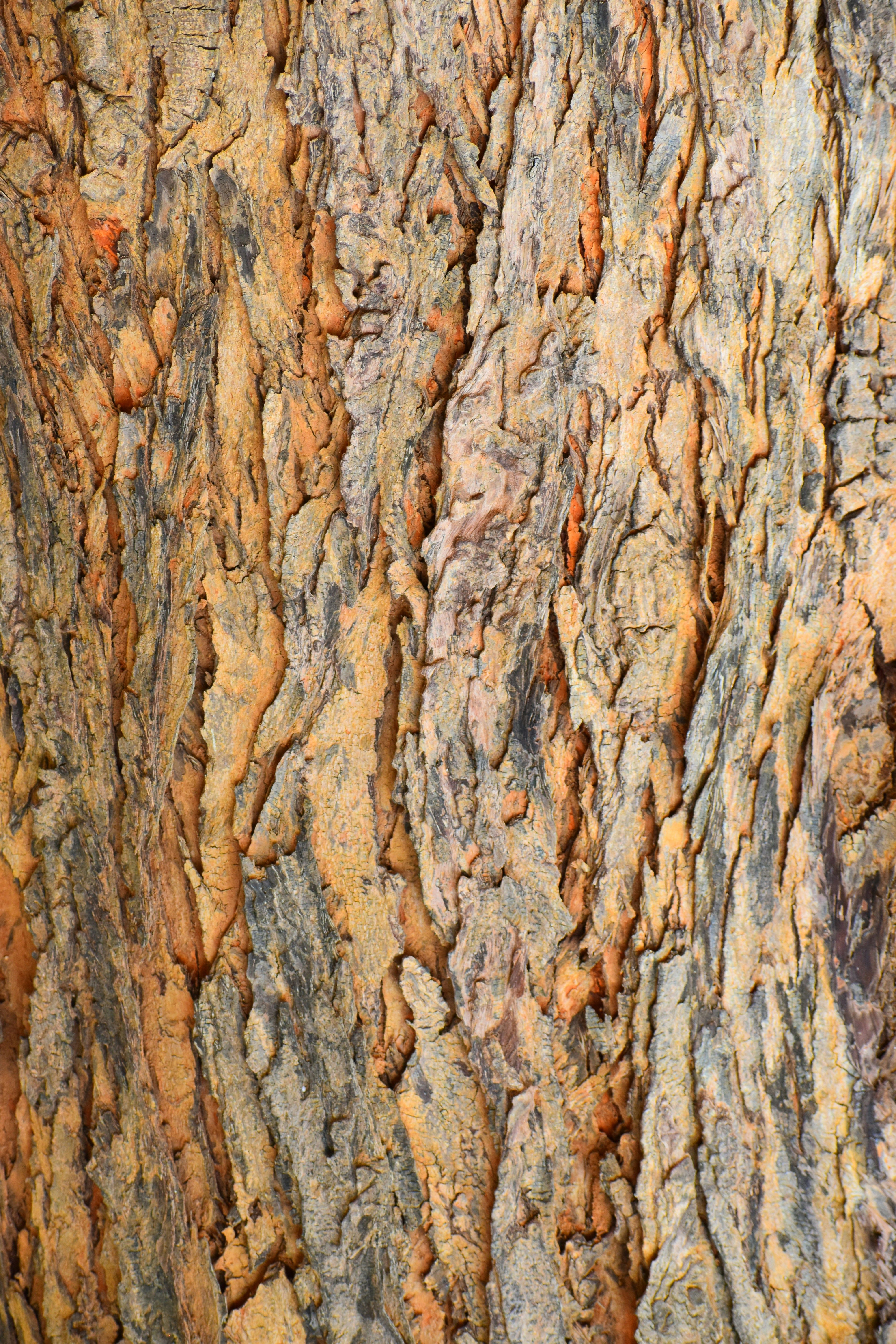 Close-up of Rough Textured Tree Bark · Free Stock Photo