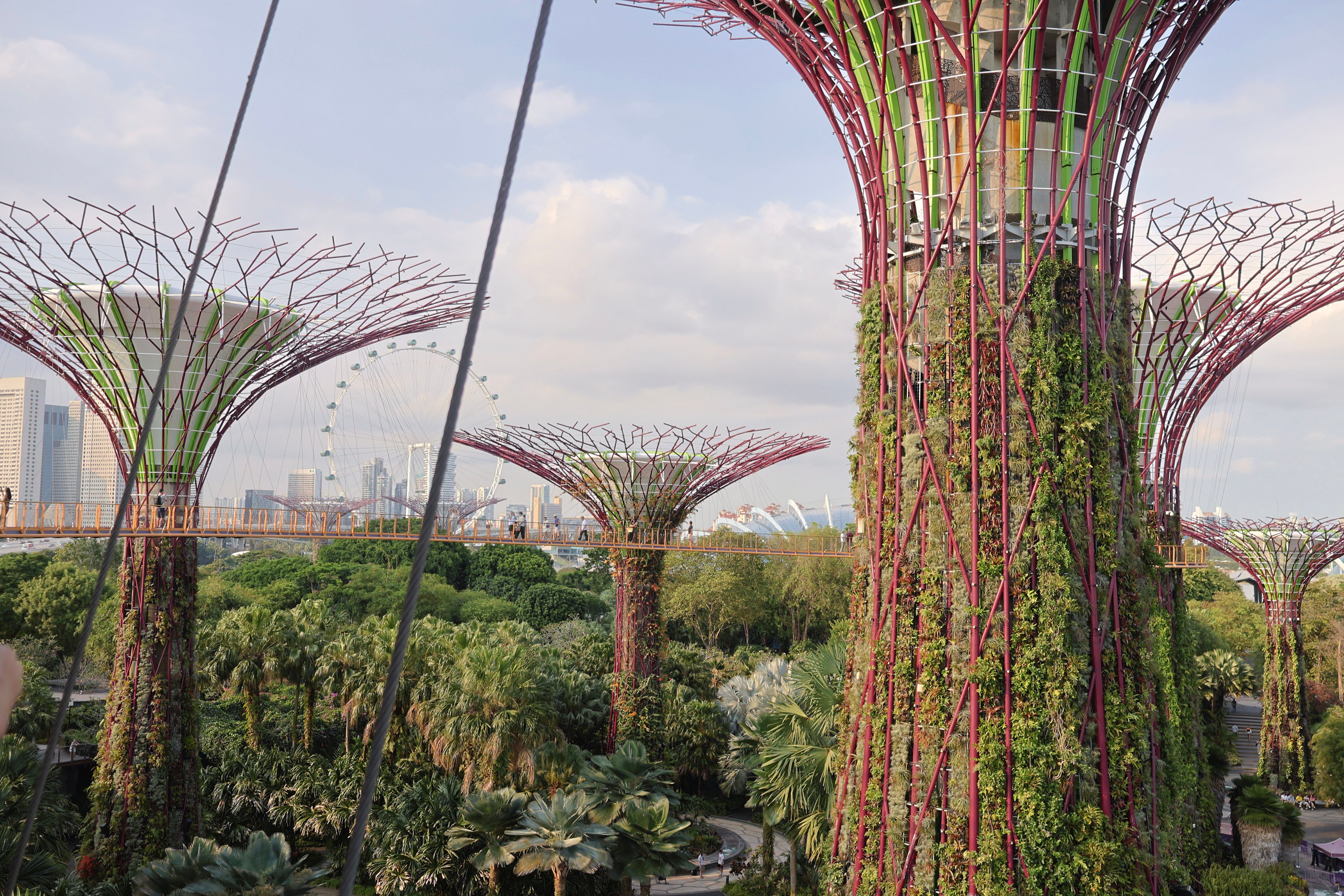 Spectacular View of Supertree Grove in Singapore · Free Stock Photo