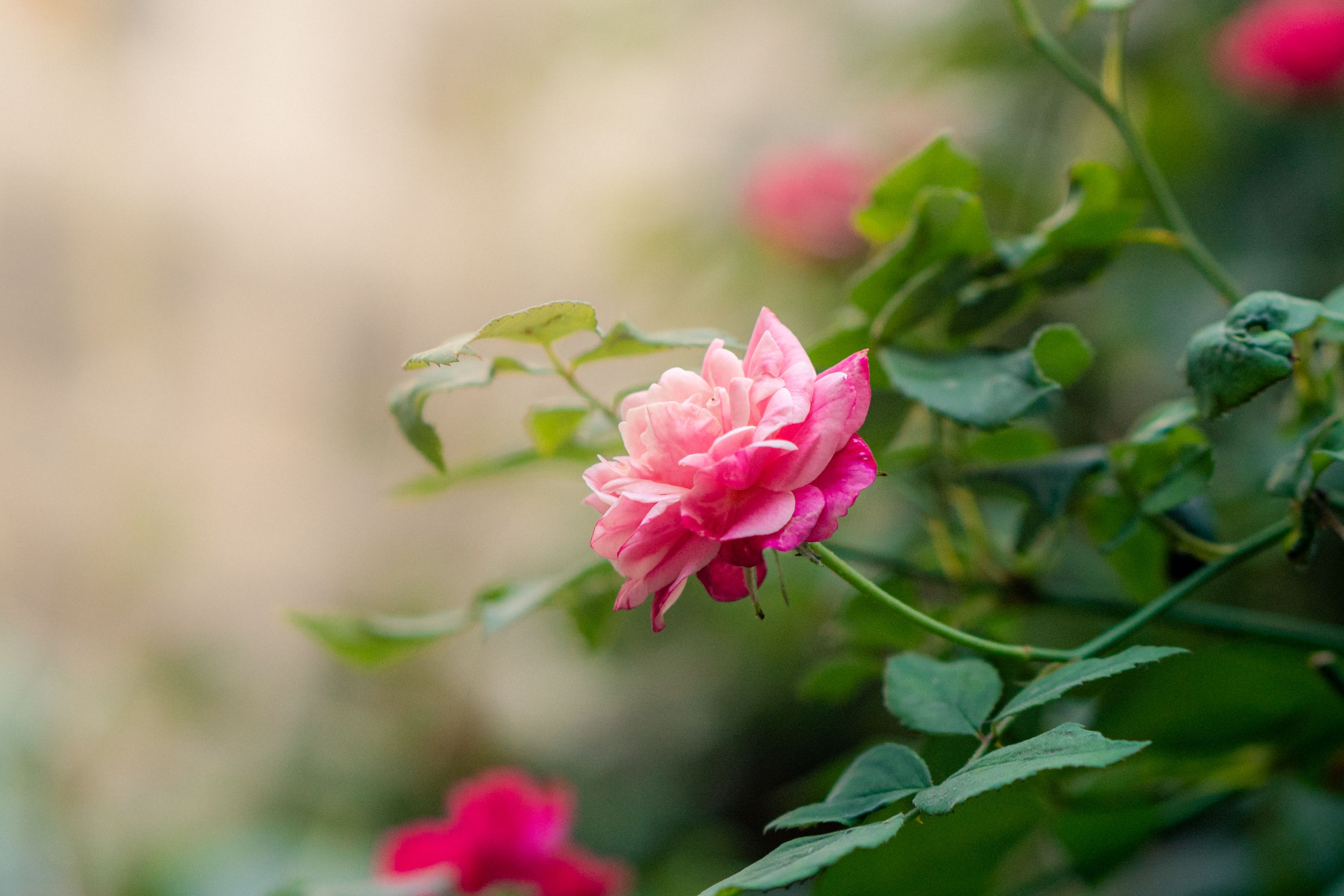 Roses Aesthetic Wallpaper Photos, Download The BEST Free Roses ...