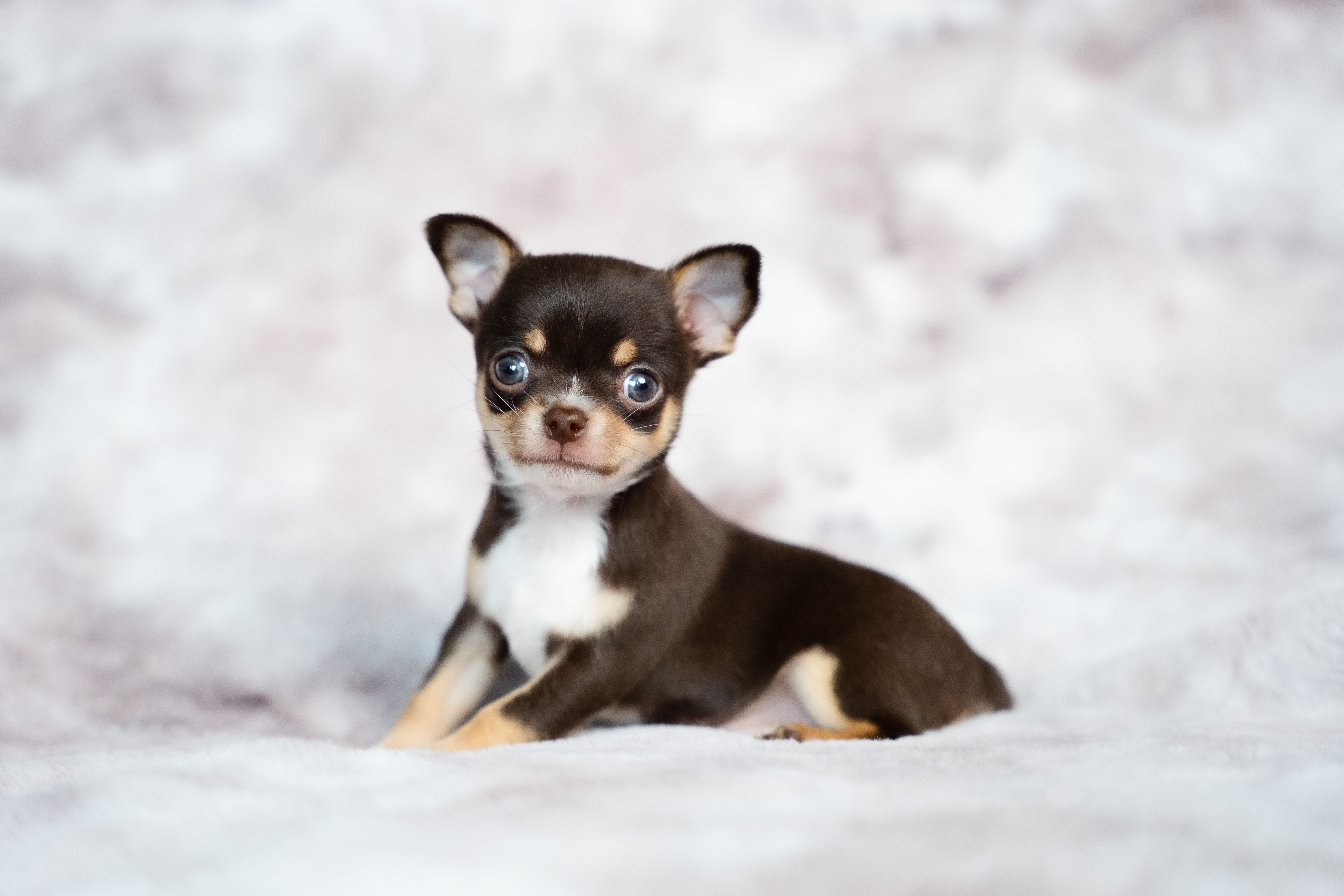 40.000+ Rabbid+dogs Bilder und Fotos · Kostenlos Downloaden · Pexels ...