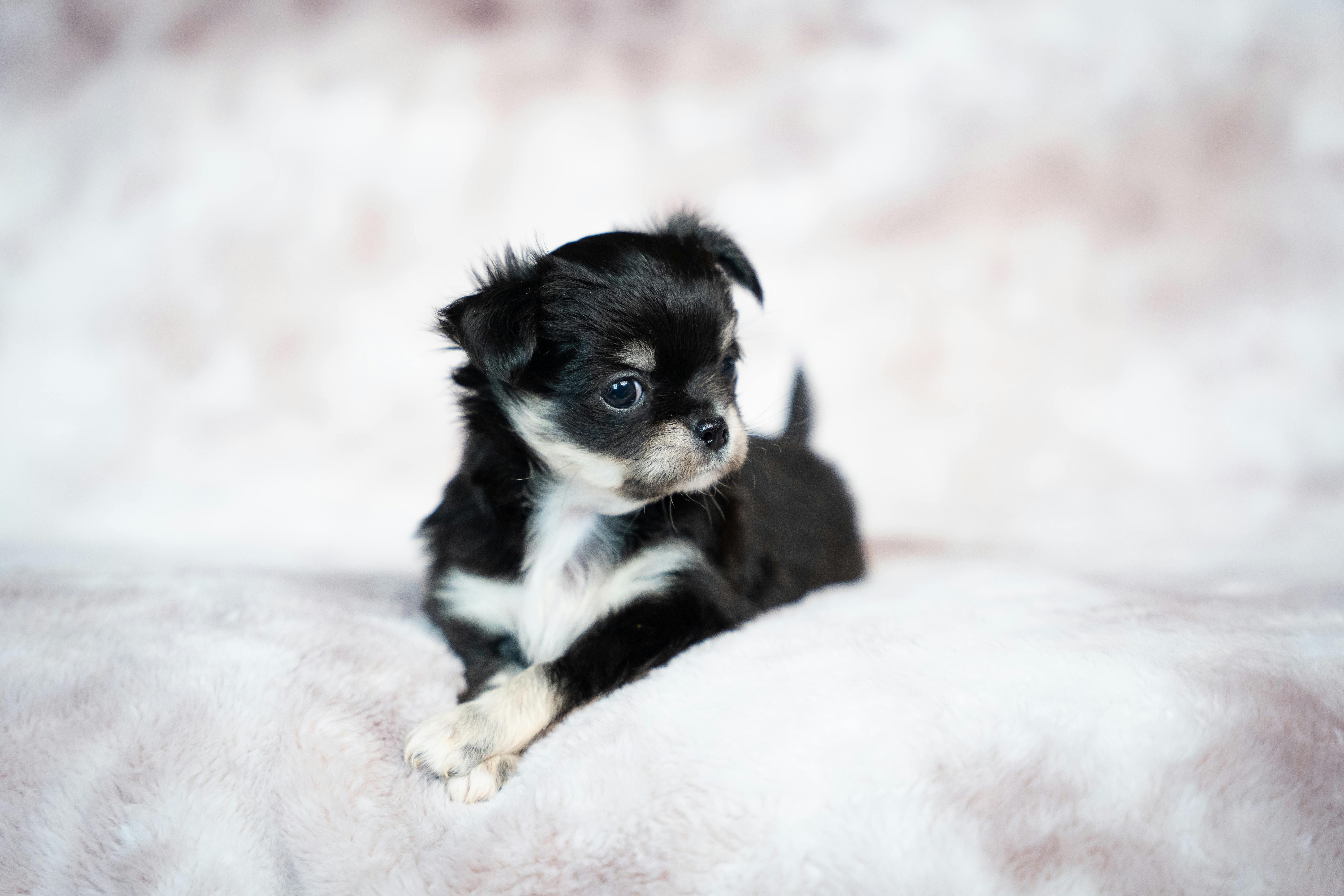 Tung+Tung+Tung+Sahur+Wallpaper Photos, Download The BEST Free Tung+Tung+Tung+Sahur+Wallpaper ...