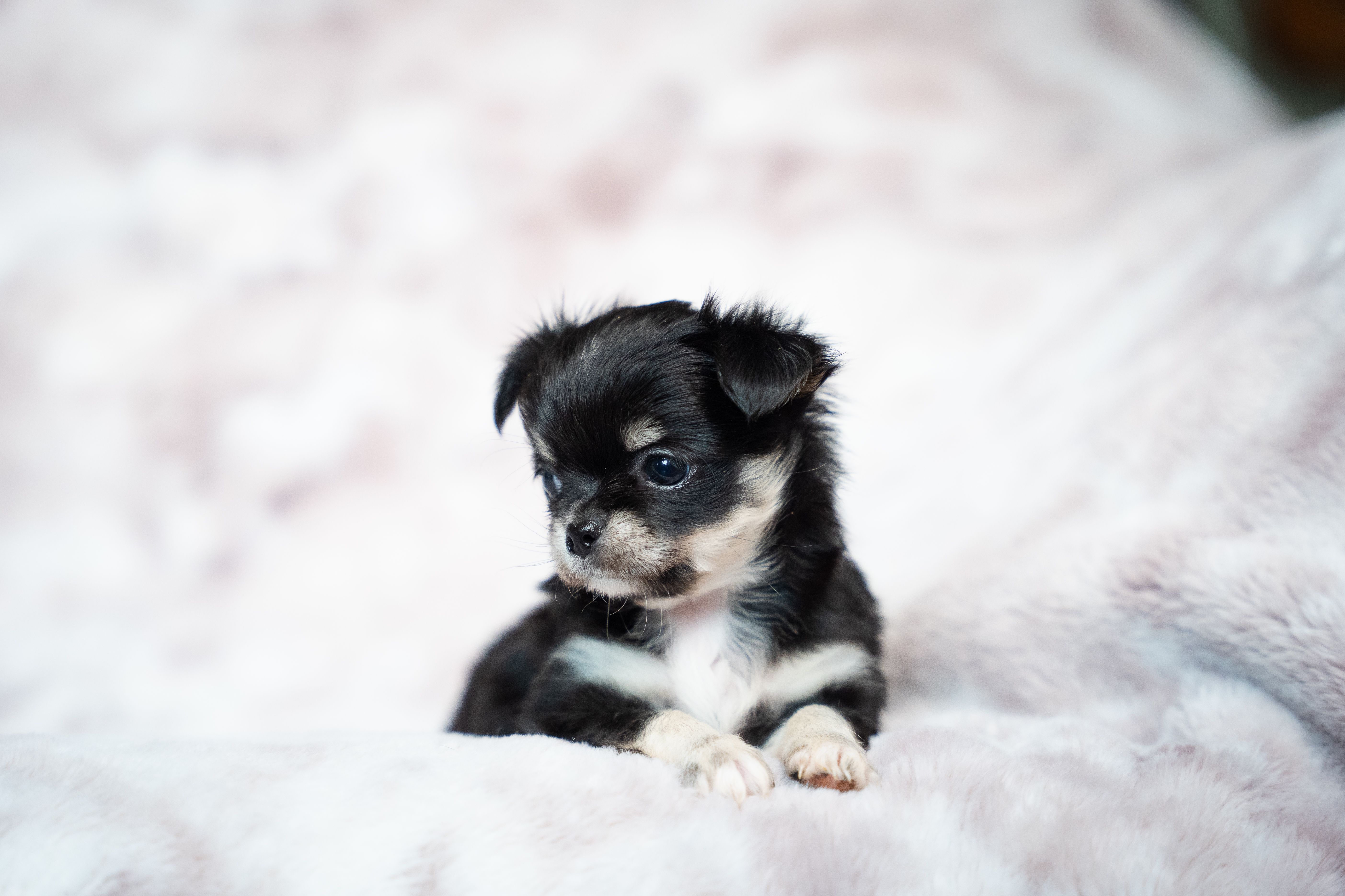 Dog Slideshow Wallpaper Photos, Download The BEST Free Dog Slideshow ...