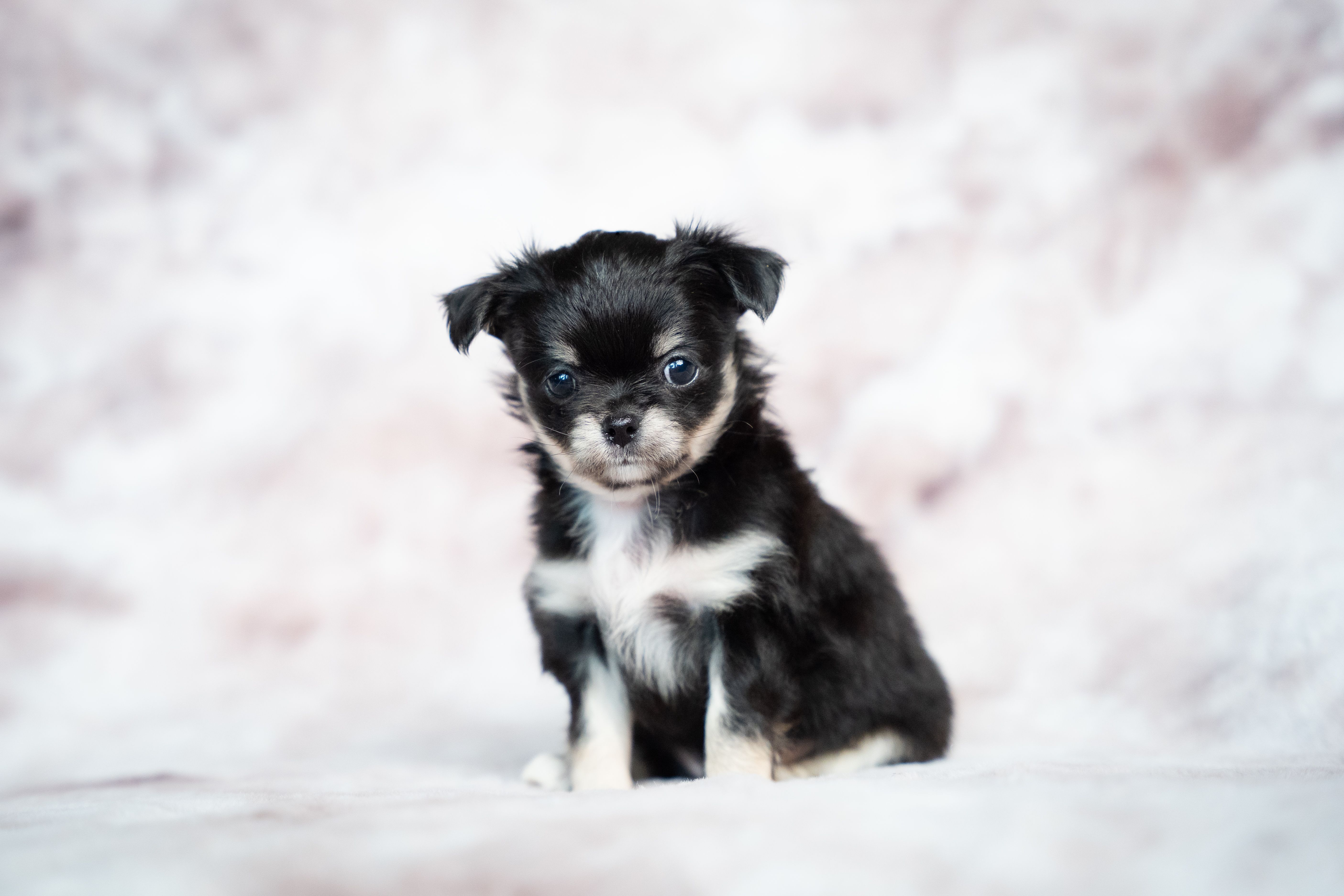 Doggie+Style+Gifs Photos, Download The BEST Free Doggie+Style+Gifs ...