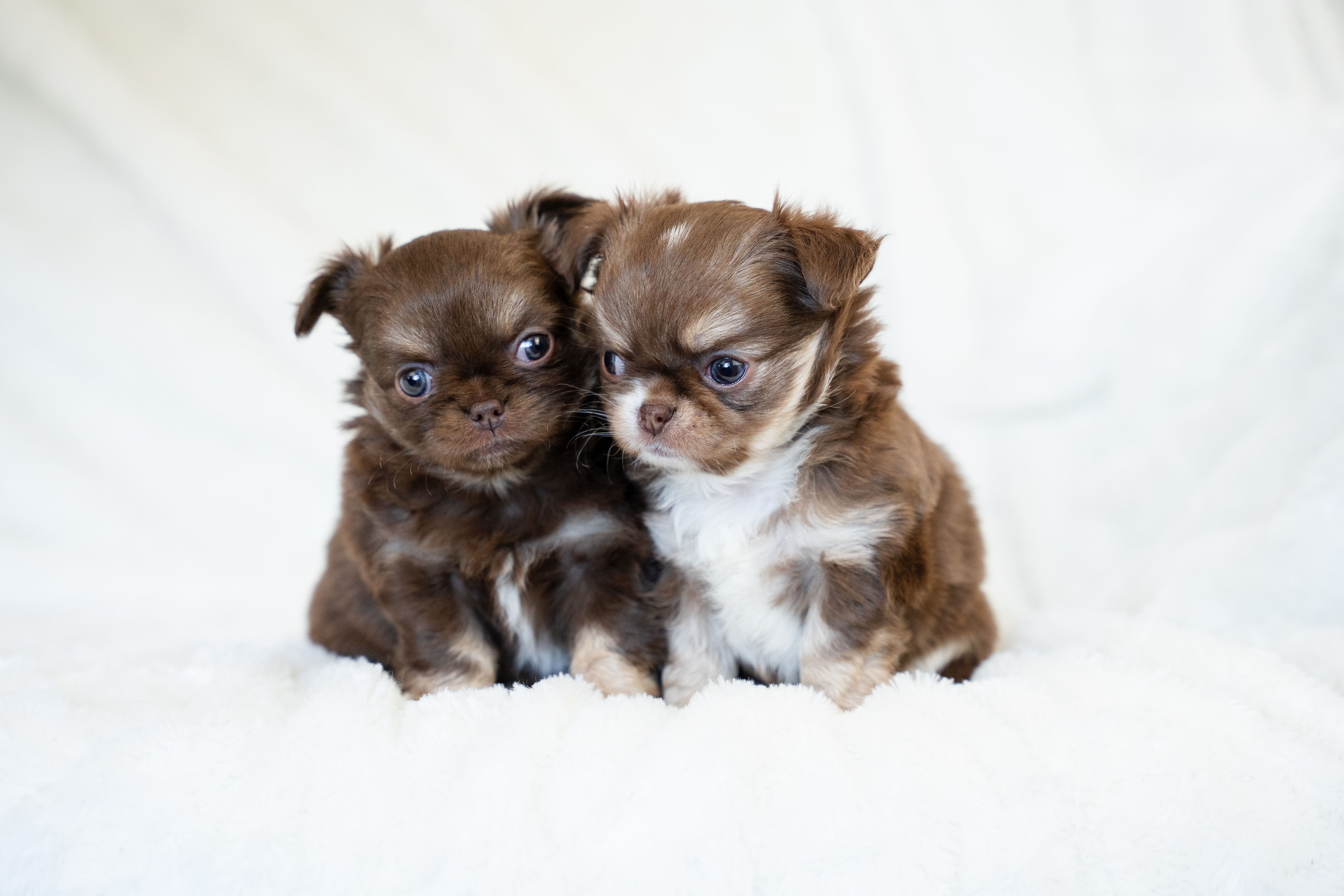 Dog&Lina.Mp4+Emload Photos, Download The BEST Free Dog&Lina.Mp4+Emload ...