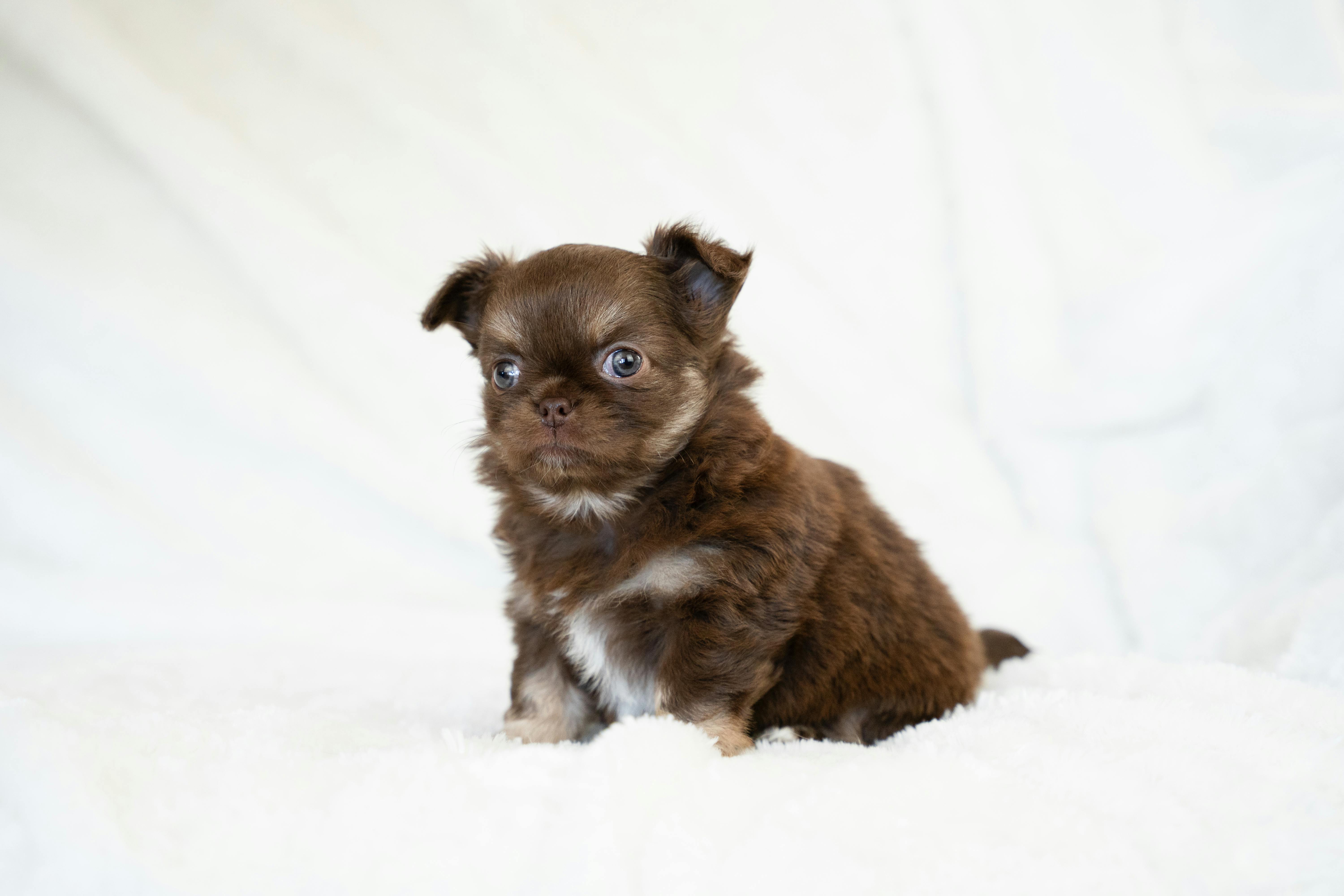 Discovering the Delightful Chocolate Tri Color Bernedoodle