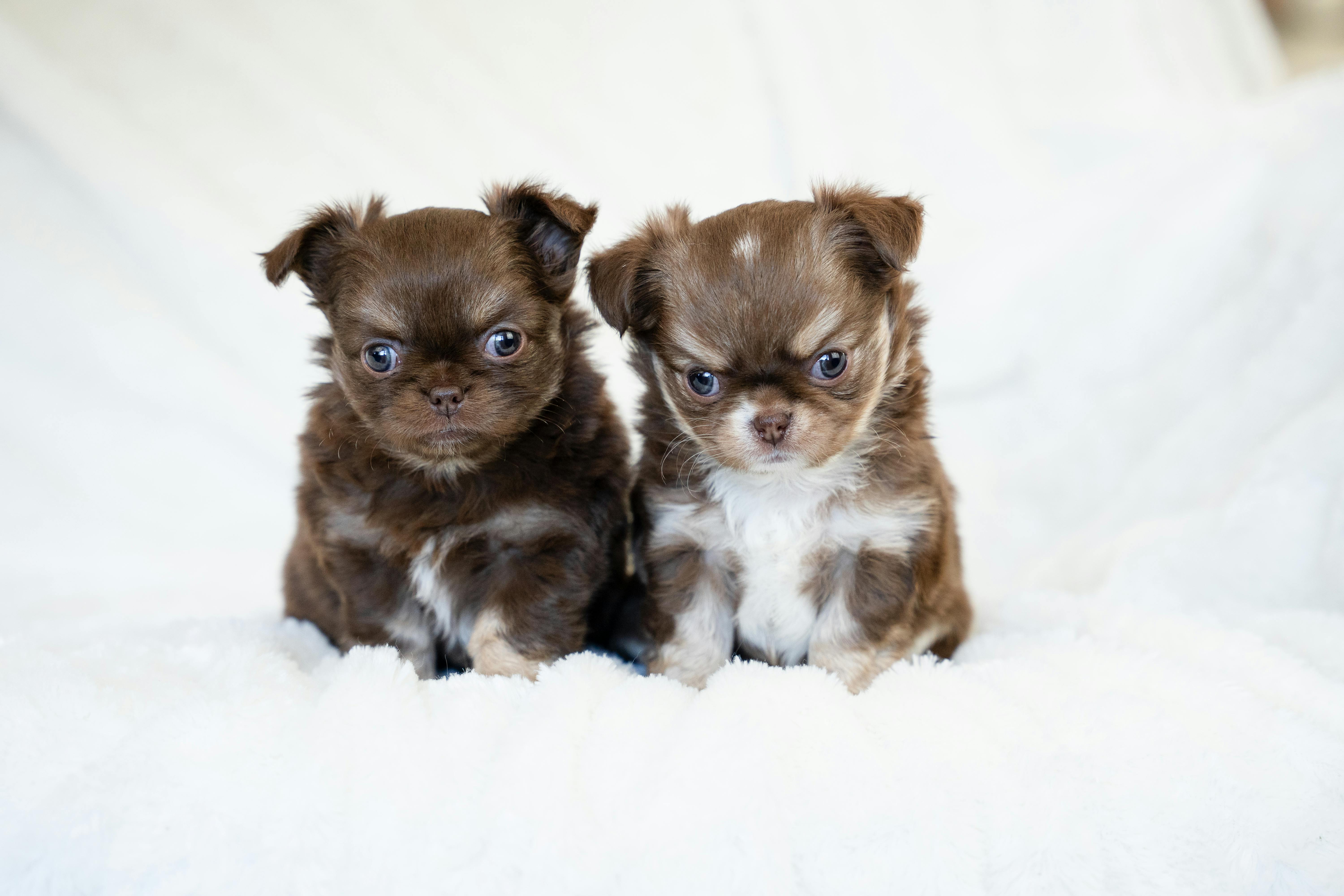 Chihuahua Baby Teacup Photos, Download The BEST Free Chihuahua Baby ...