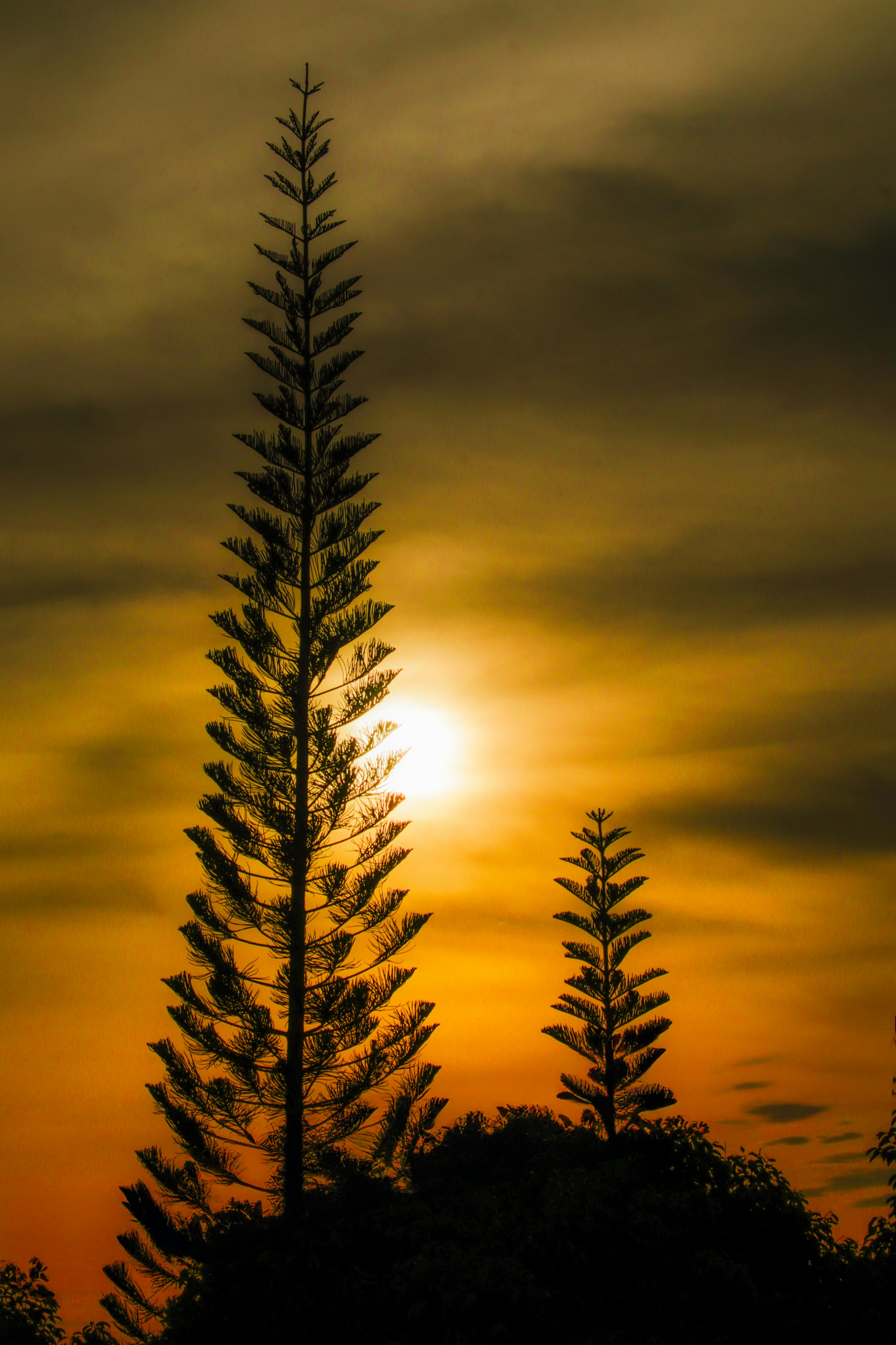 Dramatic Pine Trees Silhouetted Against Sunset · Free Stock Photo