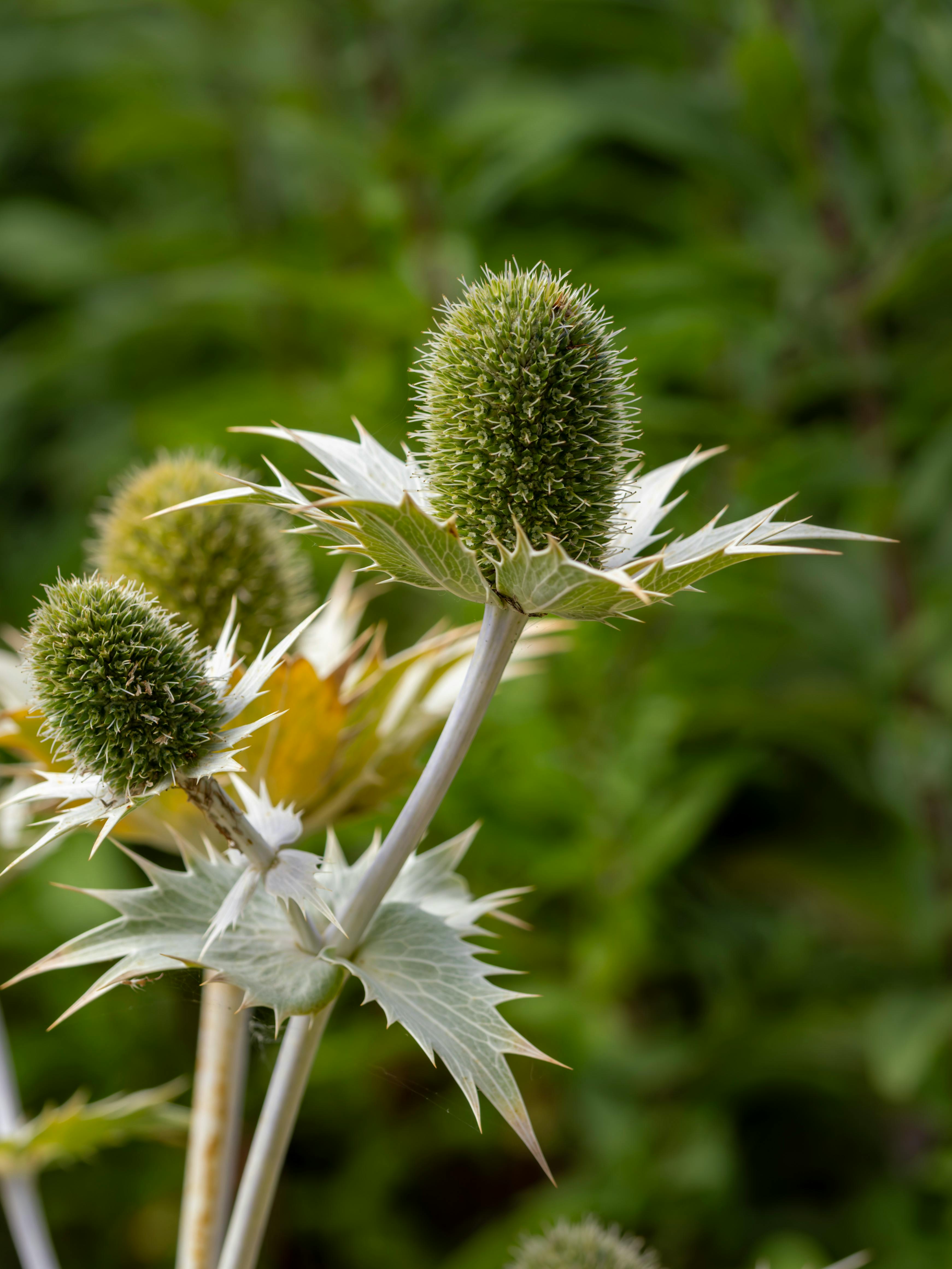 Mushuusei Spine Photos, Download The BEST Free Mushuusei Spine Stock ...
