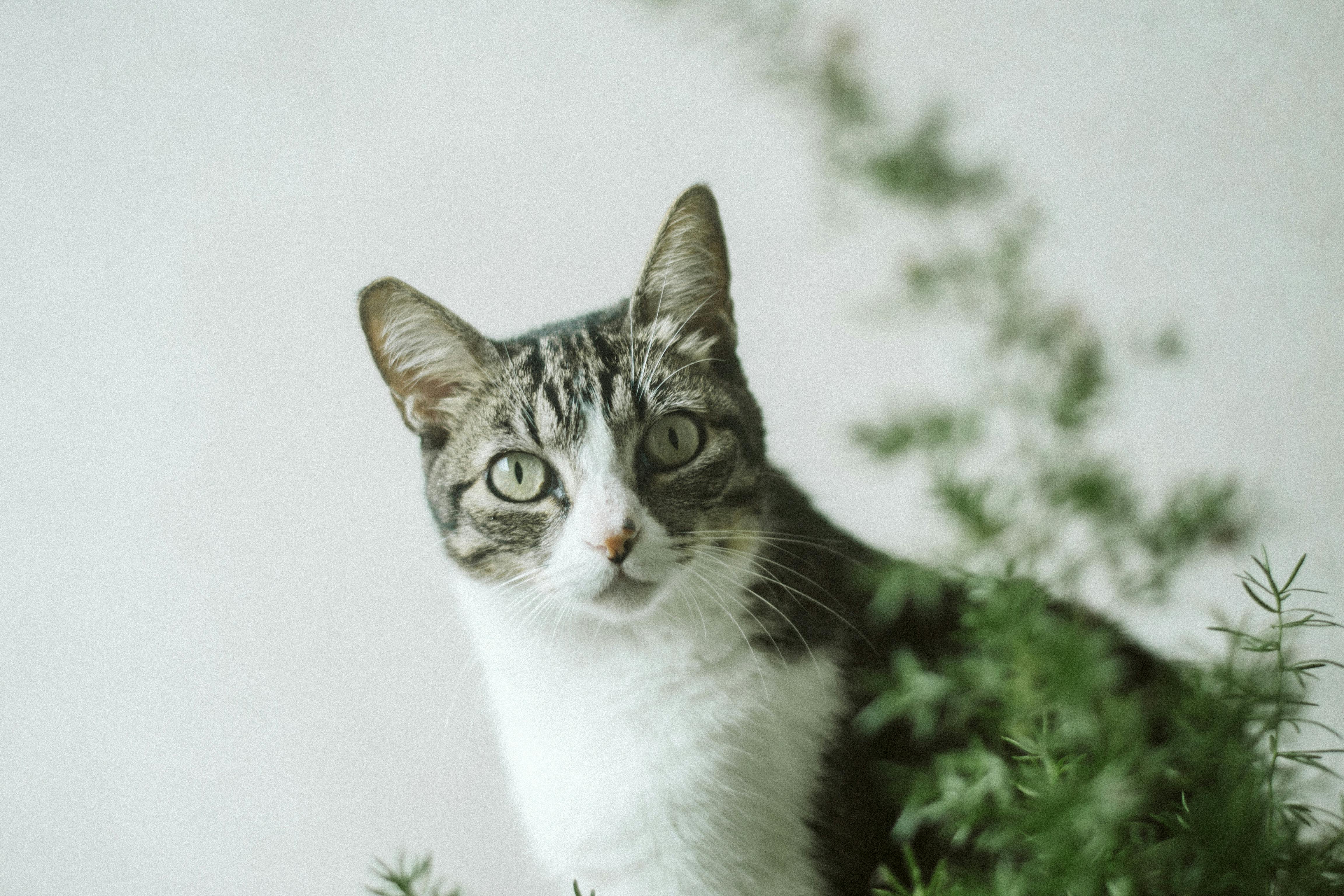 Photo Of Cat Beside Plant · Free Stock Photo