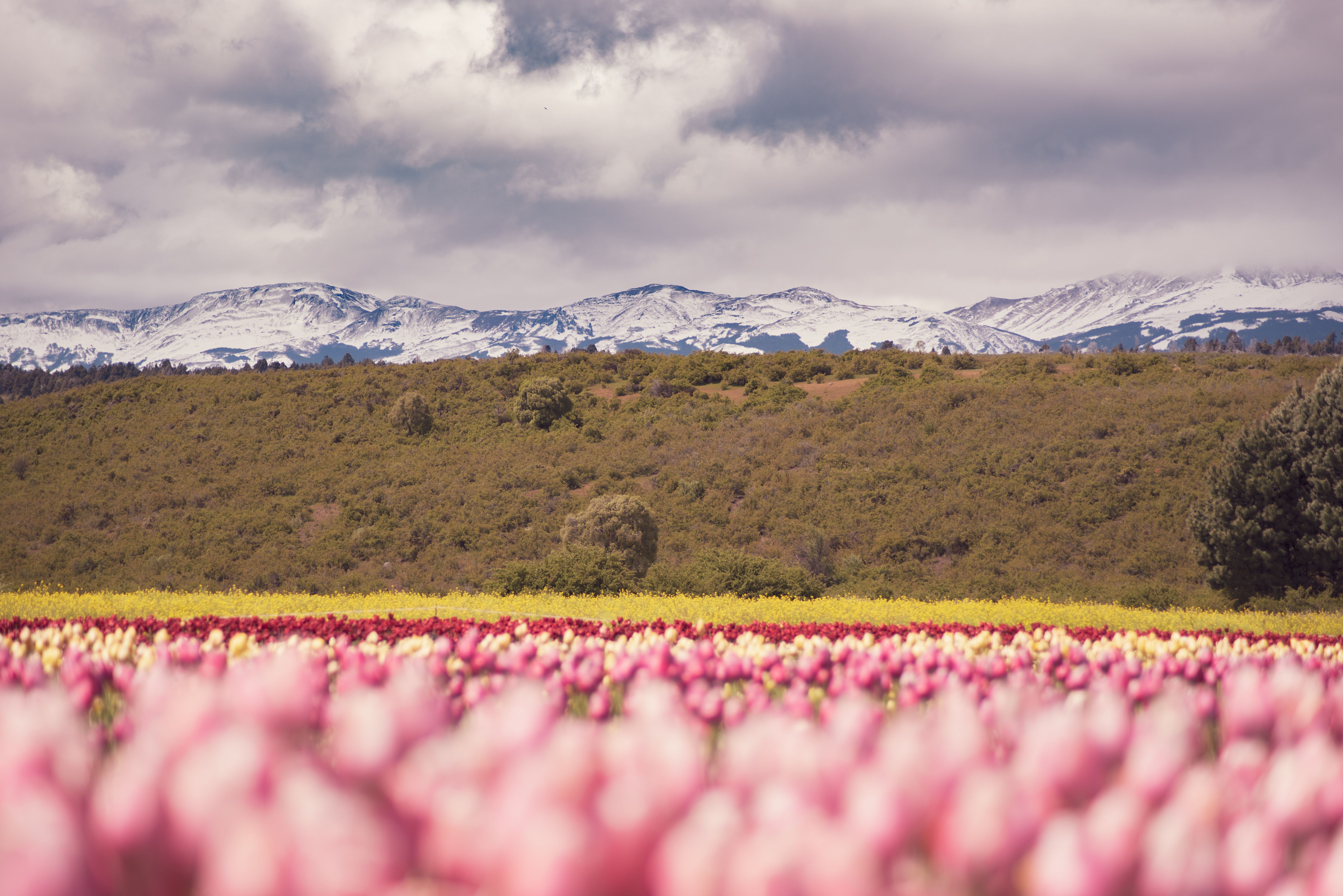 Yellow Mountain Background Photos, Download The BEST Free Yellow ...