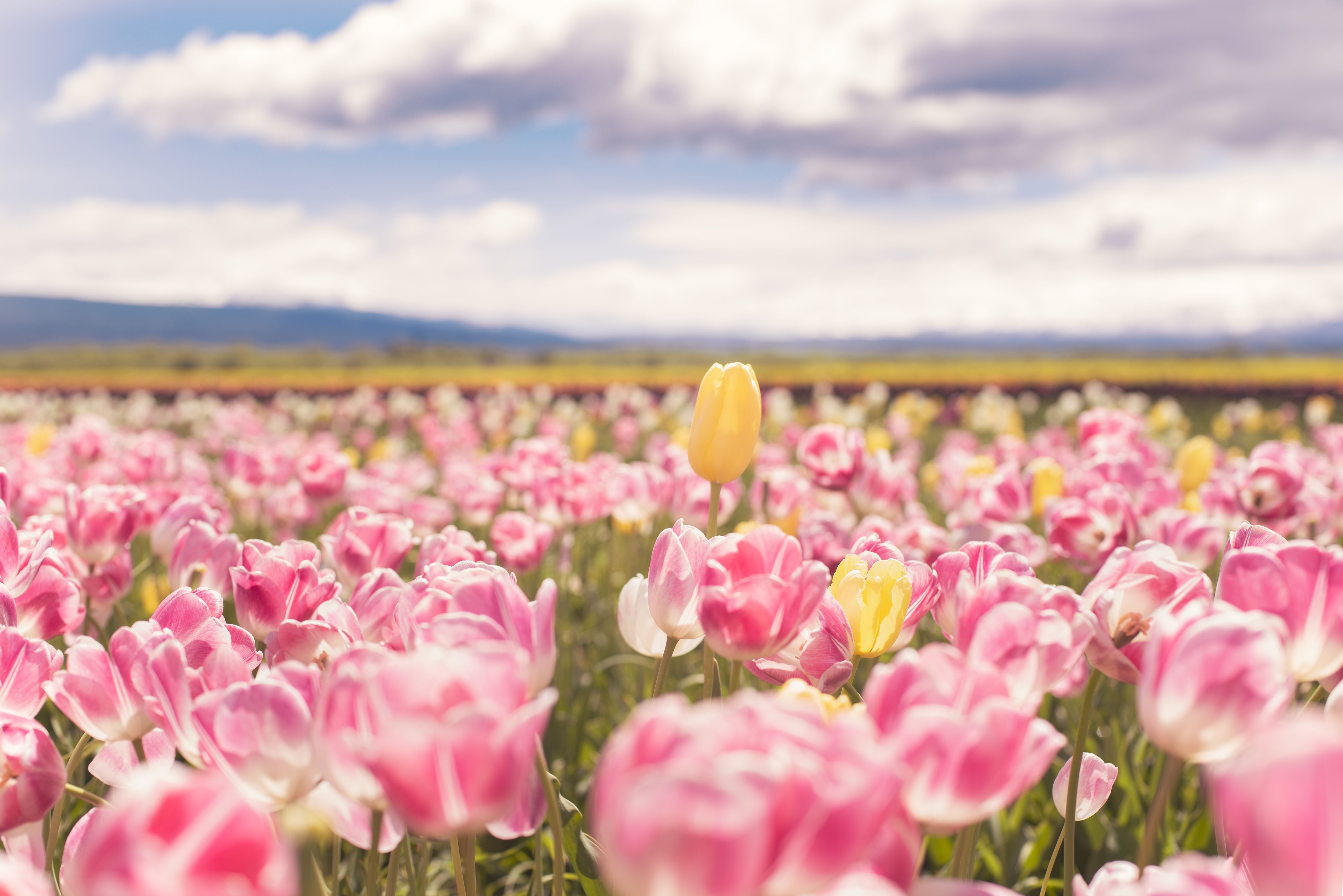 Vibrant Tulip Field in Full Bloom Outdoor Scenic · Free Stock Photo