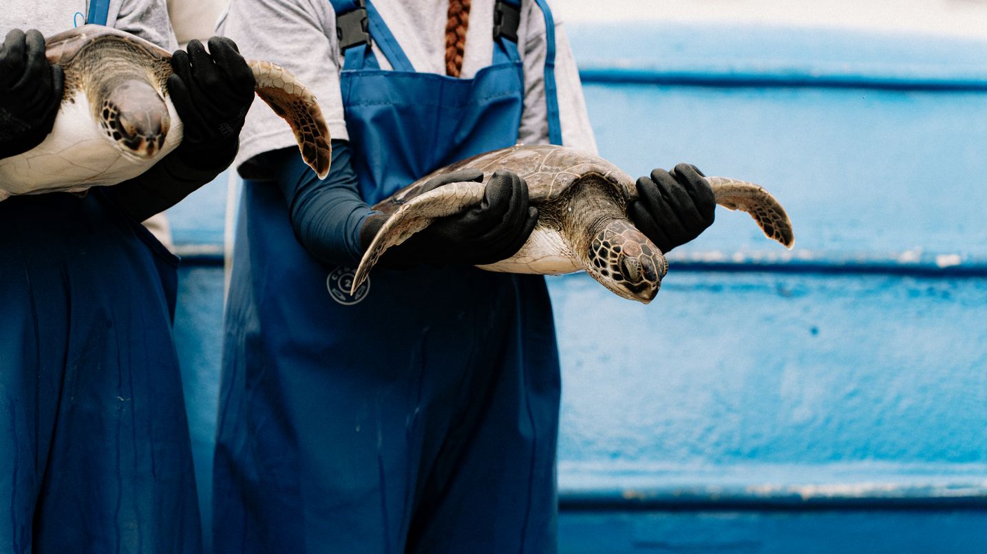 Wildlife Conservationist Career Paths and Job Opportunities