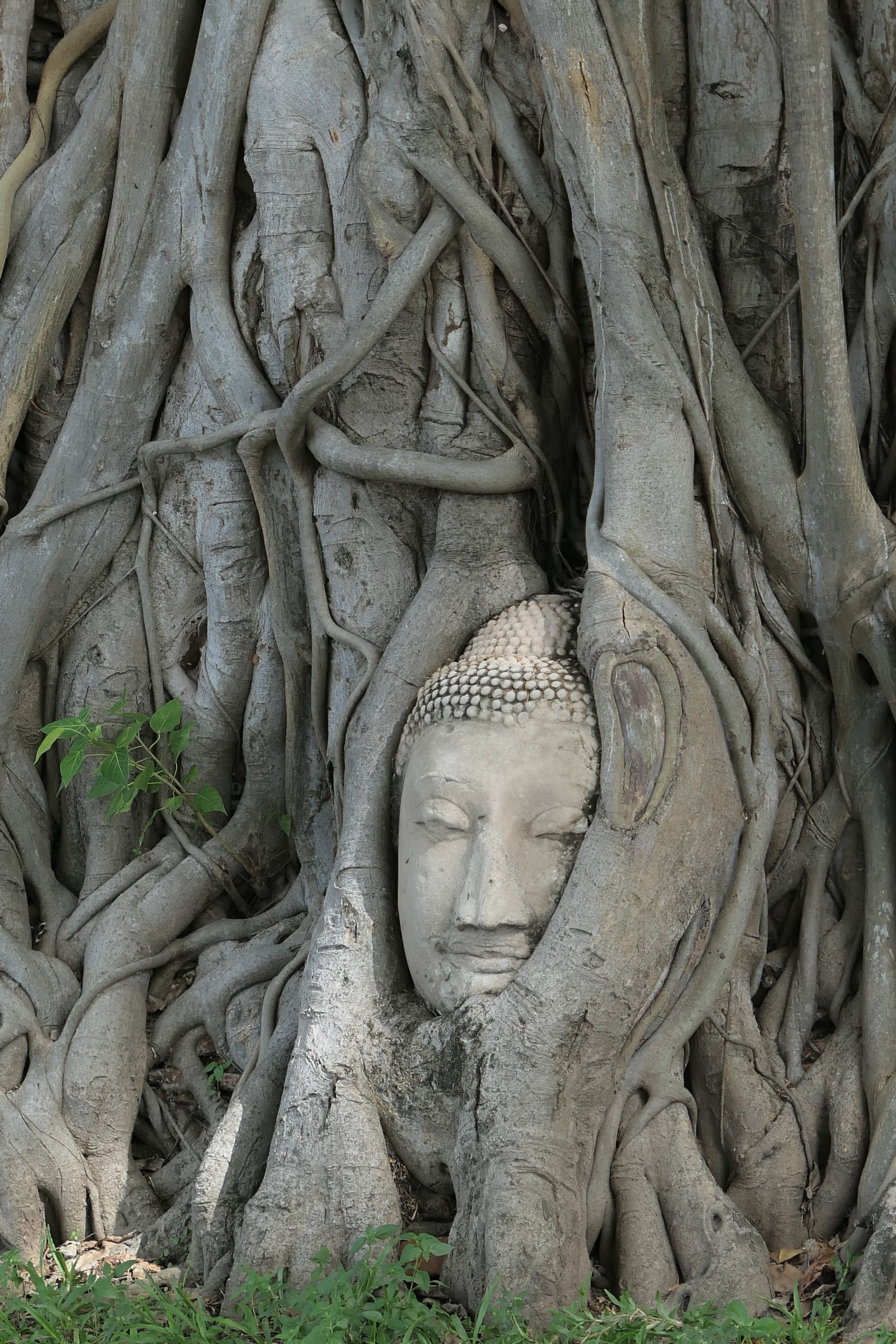 Gray Tree Roots and Trunks with Ancient Head Sculpture · Free Stock Photo