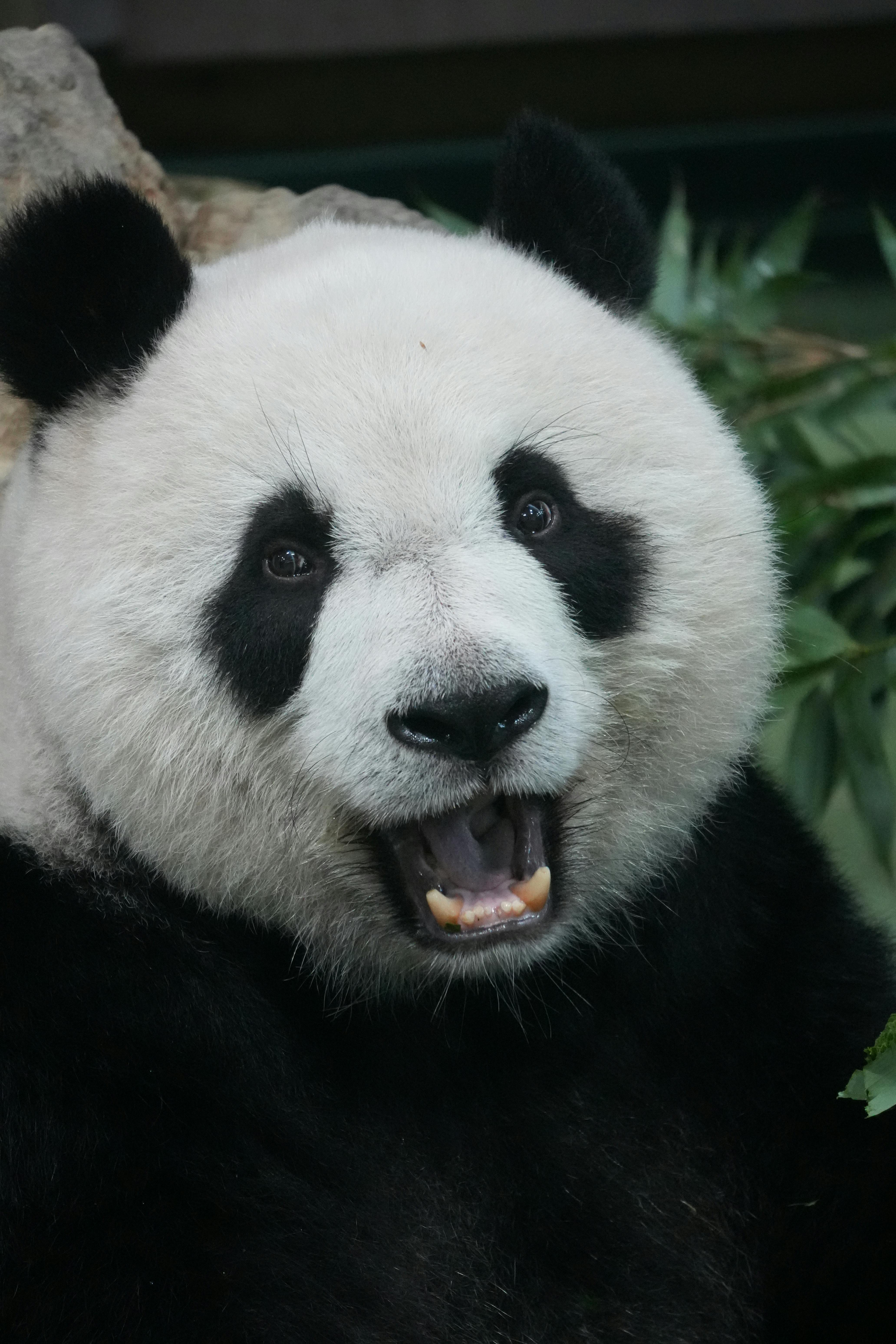 Cute And Cuddly Photos, Download The BEST Free Cute And Cuddly Stock ...