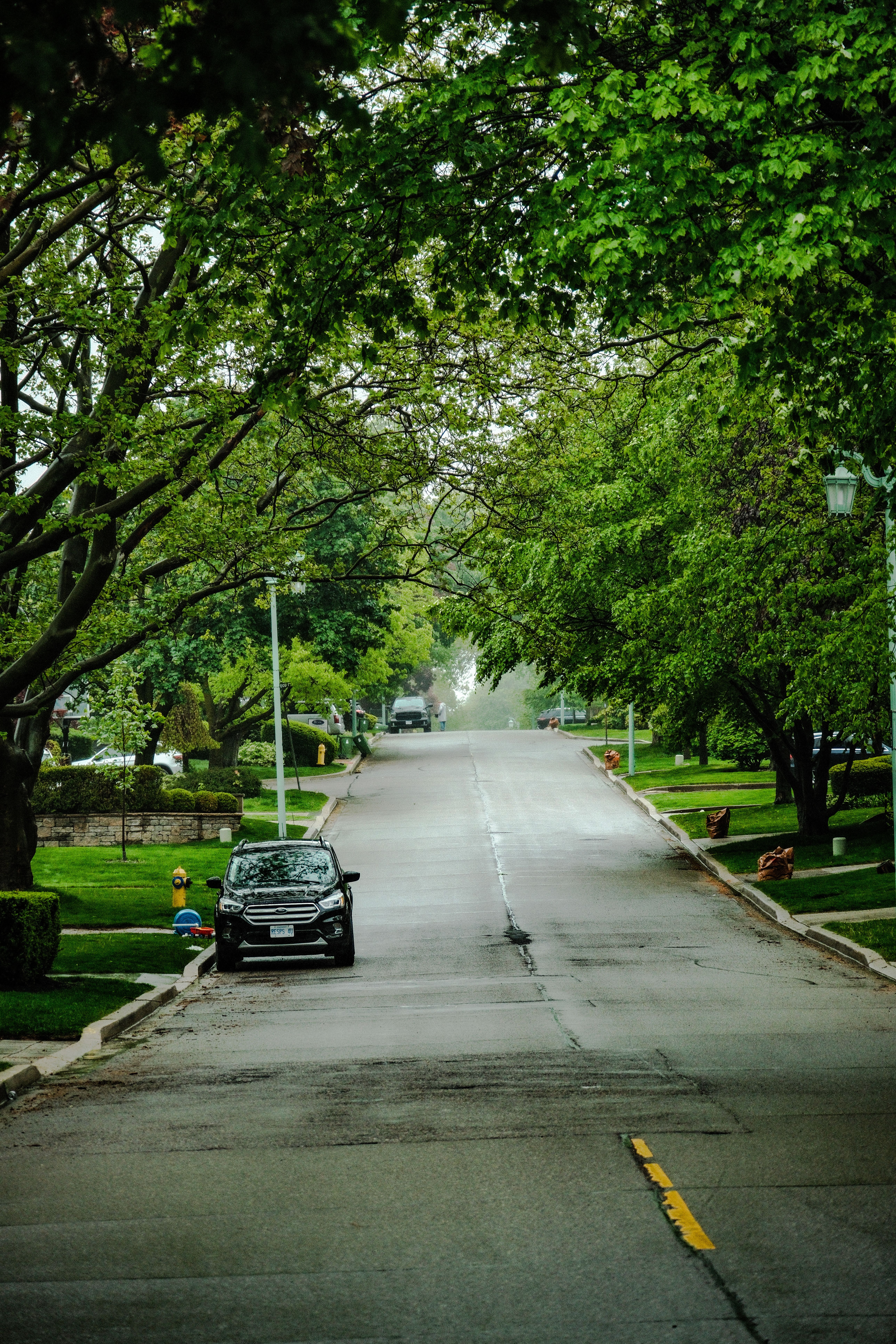 Lush Suburban Street with Spring Foliage · Free Stock Photo
