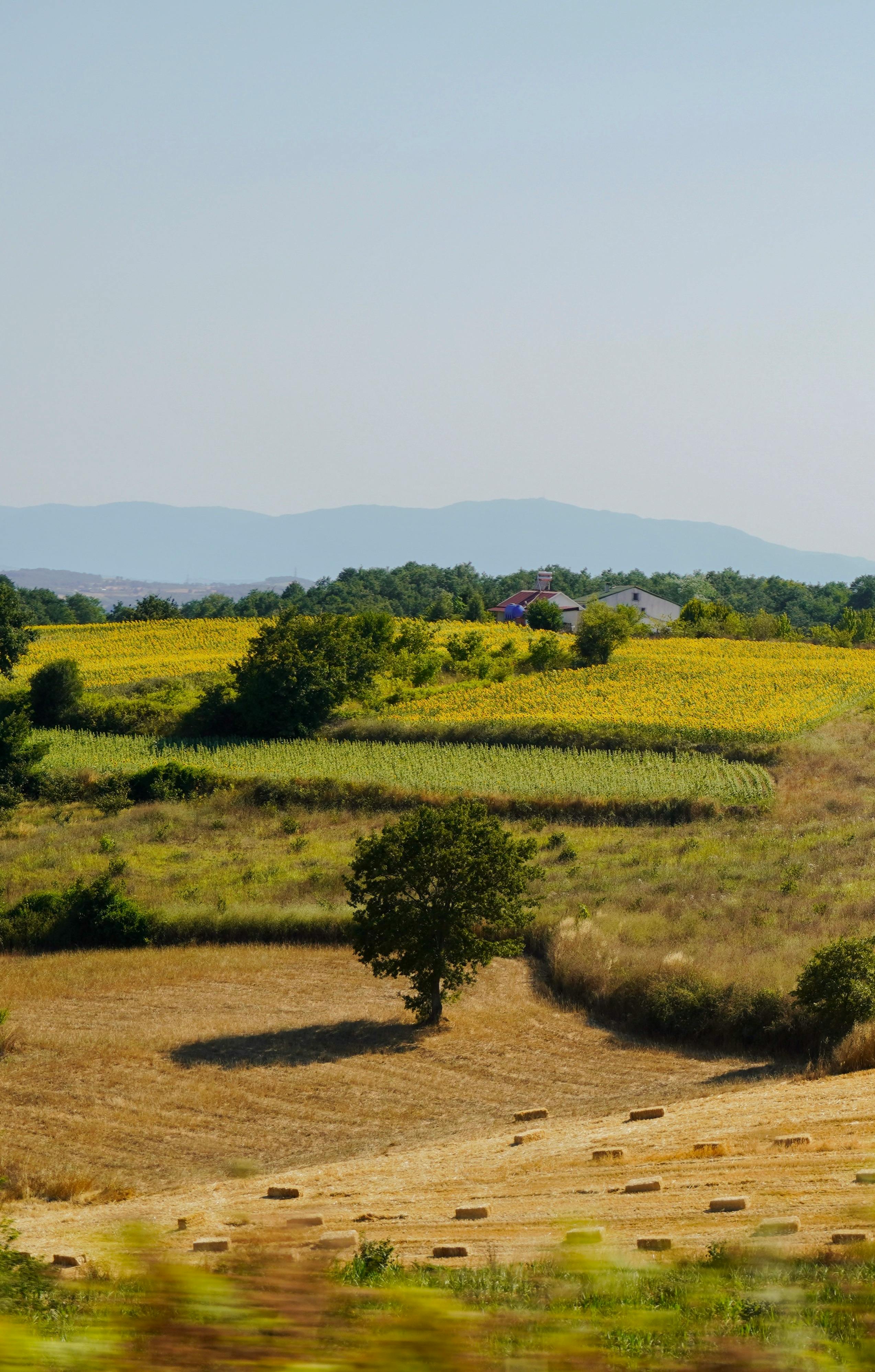 Rabi Crops Photos, Download The BEST Free Rabi Crops Stock Photos & HD ...