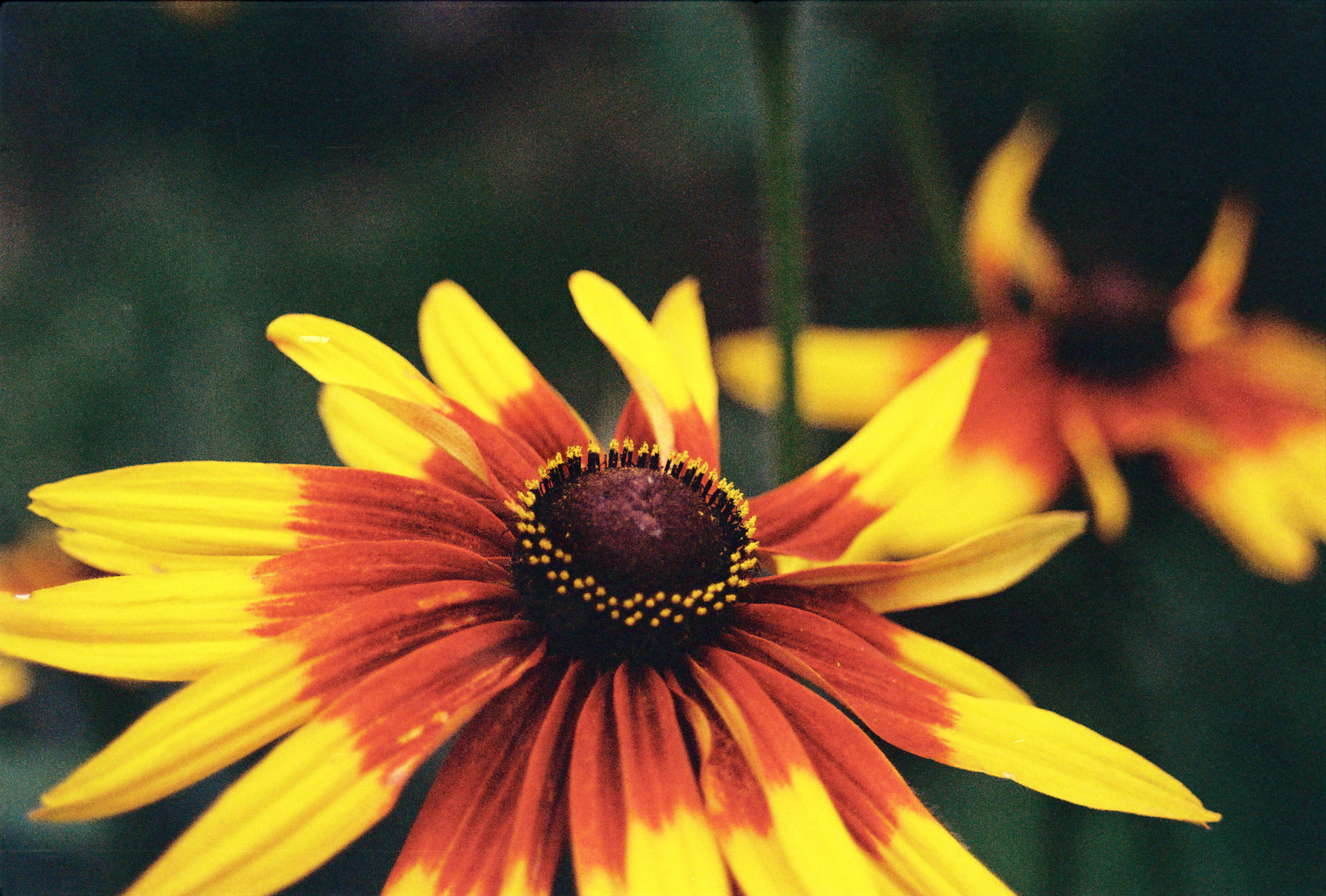 Vibrant Yellow and Red Black-eyed Susan Flowers in Bloom · Free Stock Photo