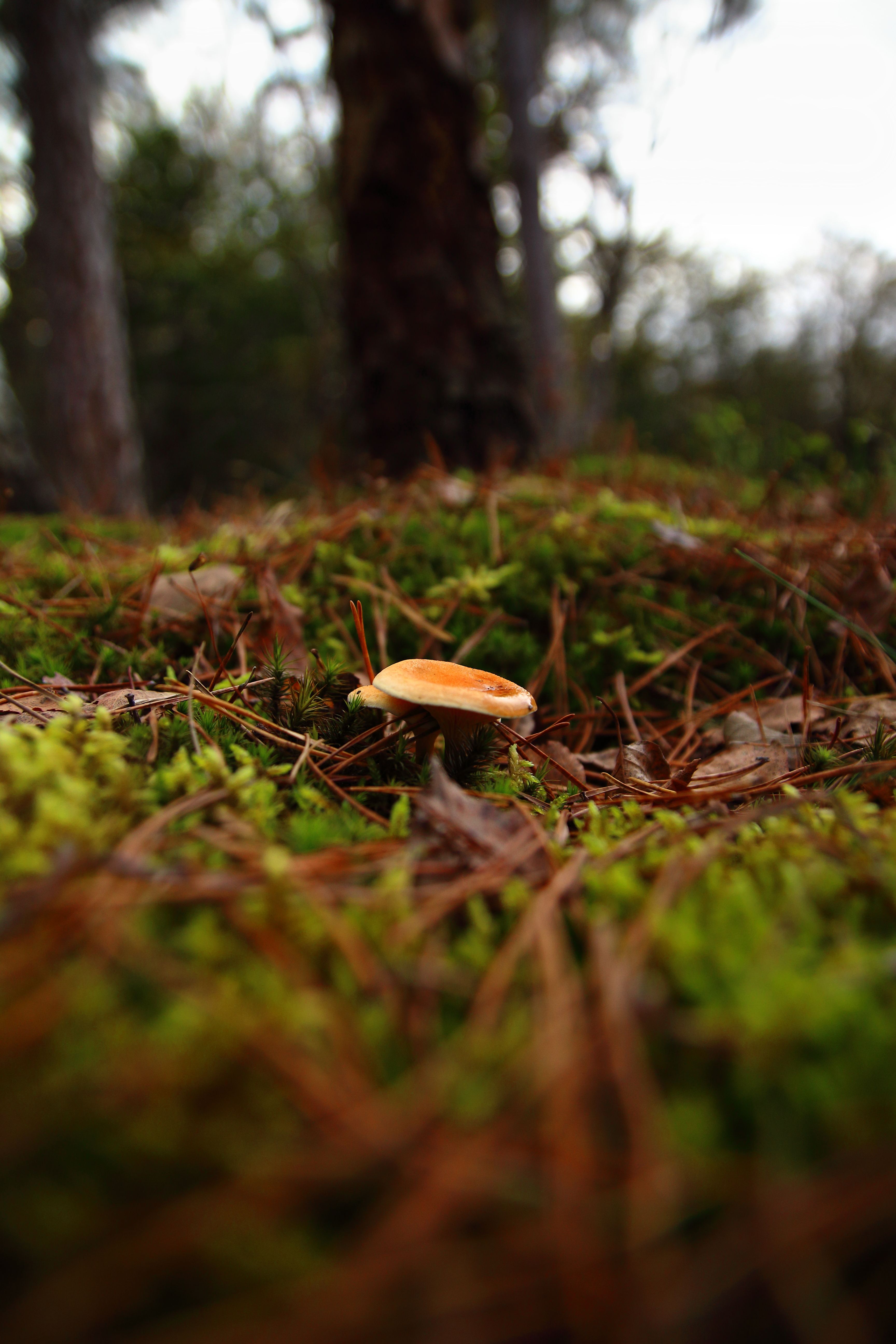 Forrest Photos, Download The BEST Free Forrest Stock Photos & HD Images