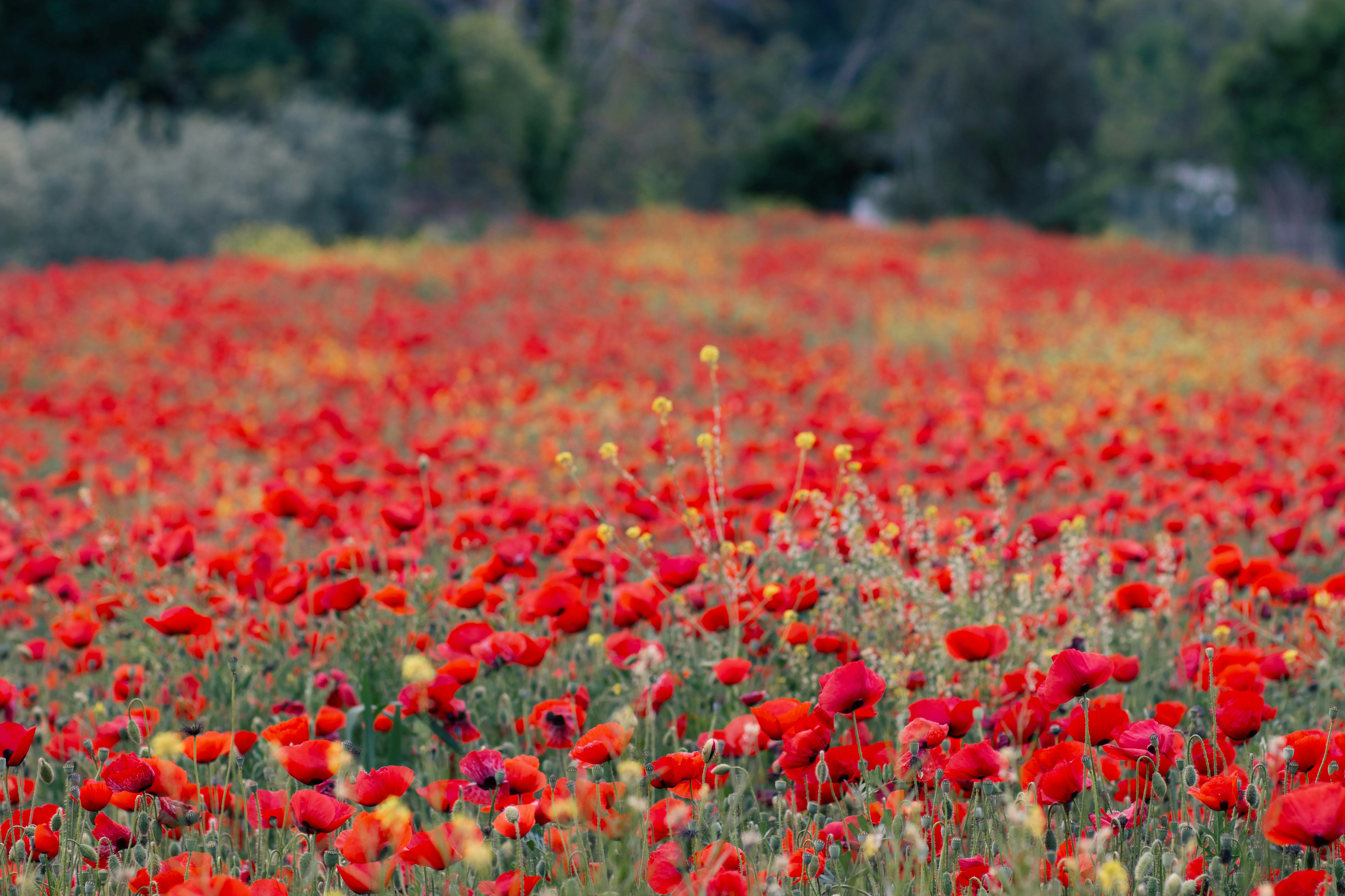 Vintage Flower Field Photos, Download The BEST Free Vintage Flower ...